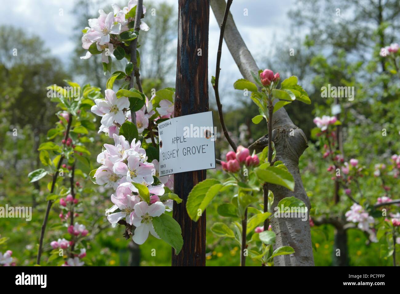 Apple Grove High Resolution Stock Photography and Images - Alamy