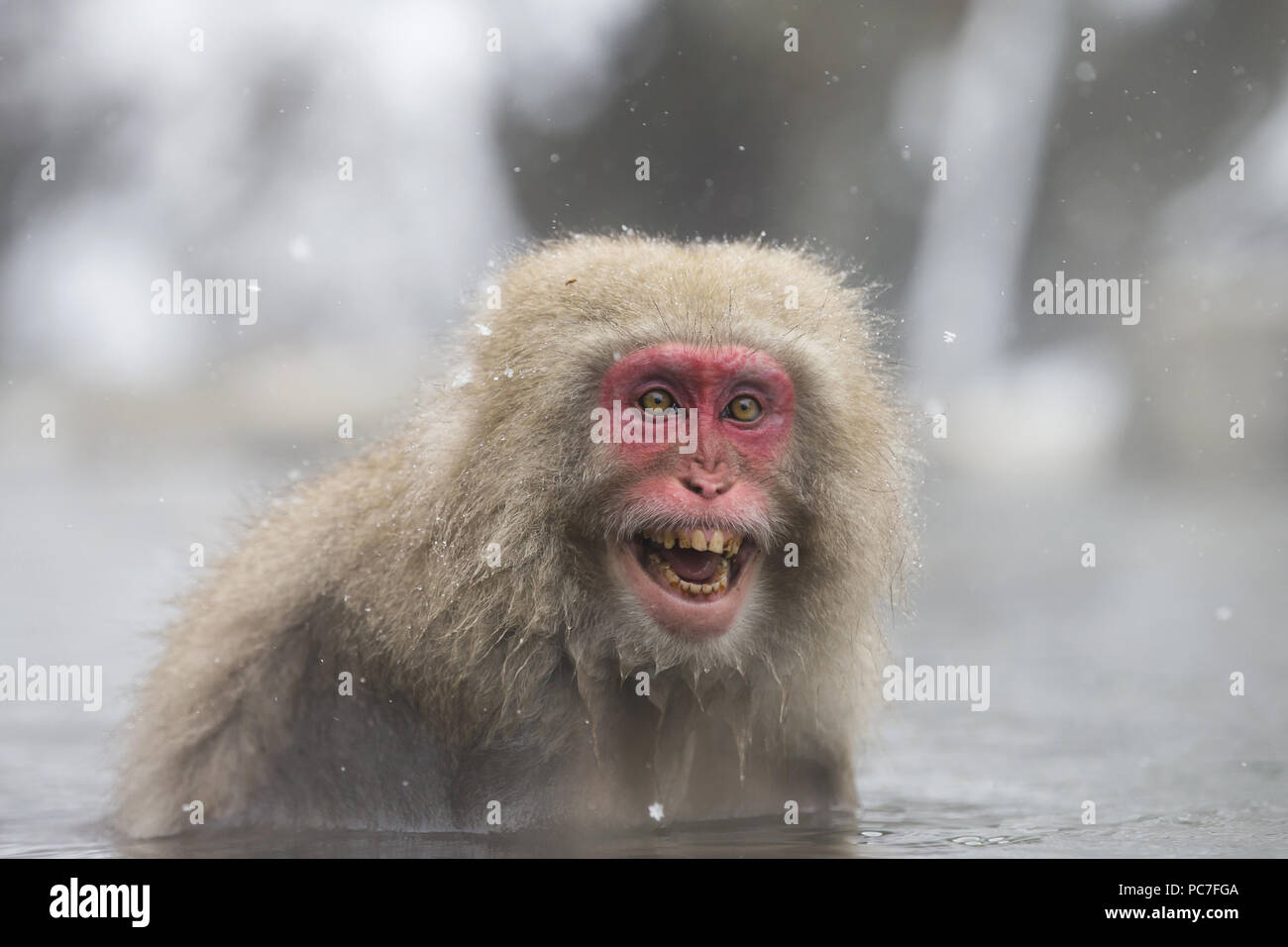 Japanese Macaque (Macaca fuscata) adult, displaying aggression ...