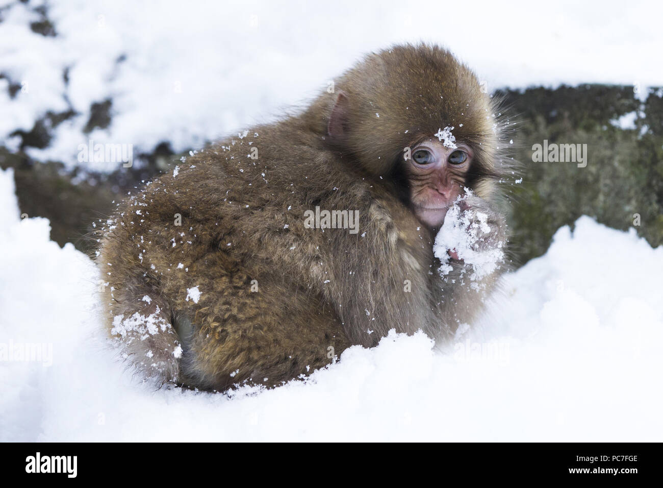 Japanese Macaque (Macaca fuscata) juvenile, in snow, Jigokudani Monkey ...