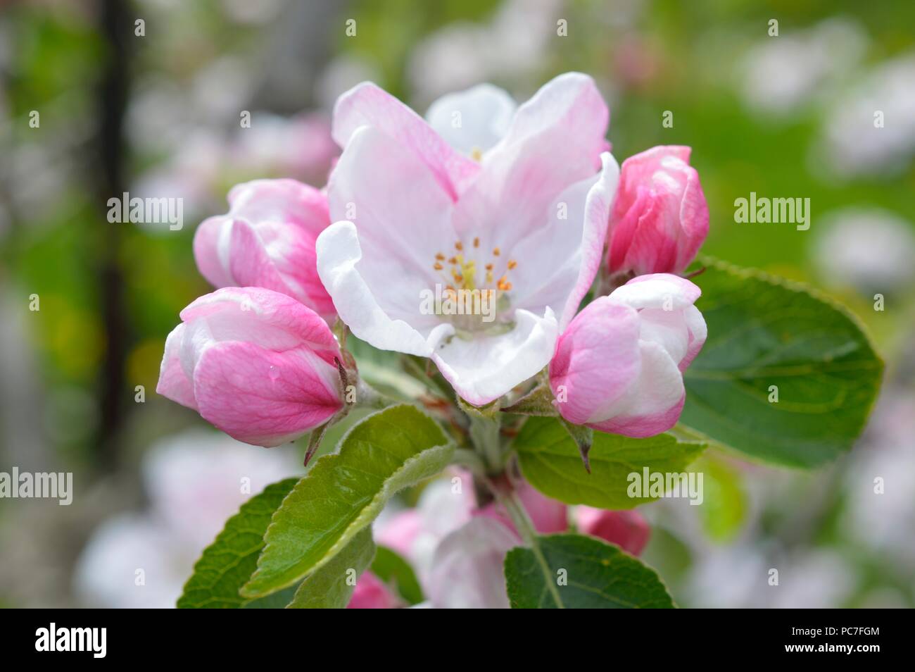 Bushey hi-res stock photography and images - Alamy