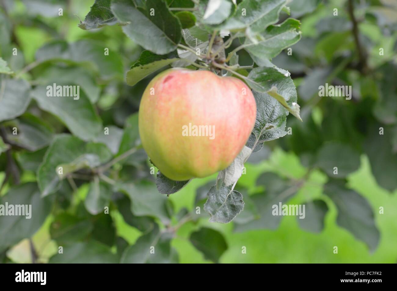 Apple Calville Boisbunel Stock Photo - Alamy