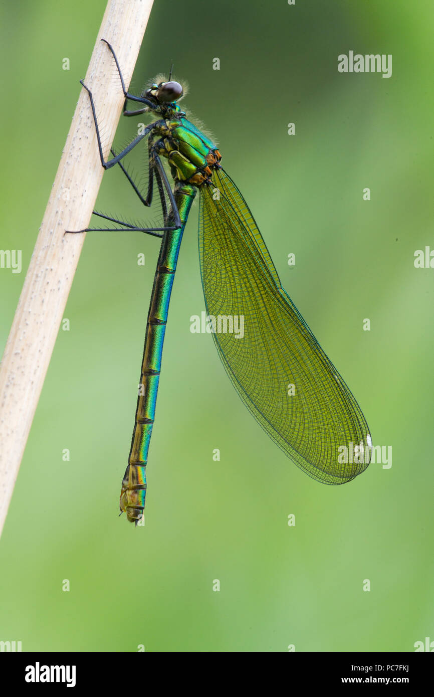 River whiteadder hi-res stock photography and images - Alamy