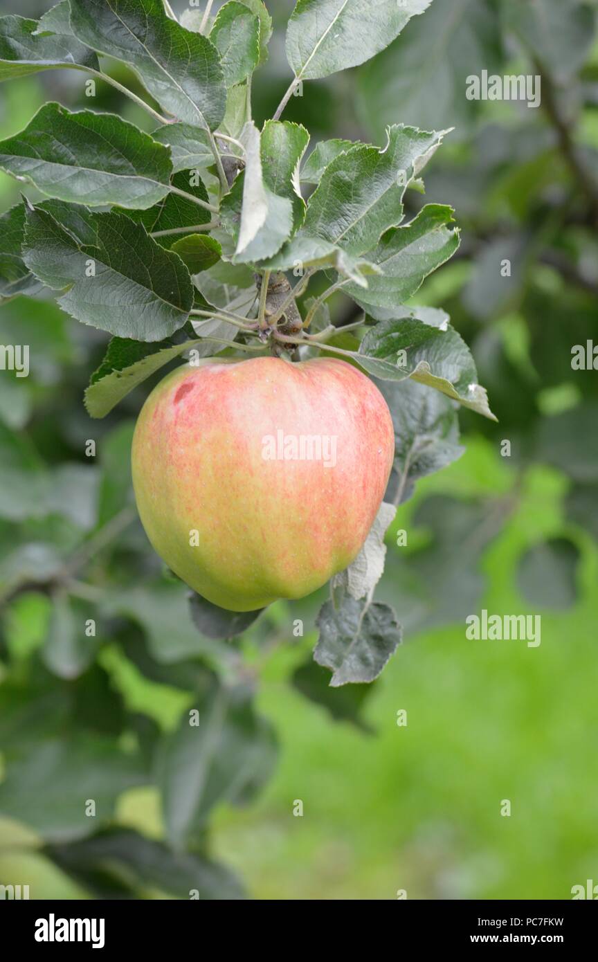 Apple Calville Boisbunel Stock Photo - Alamy