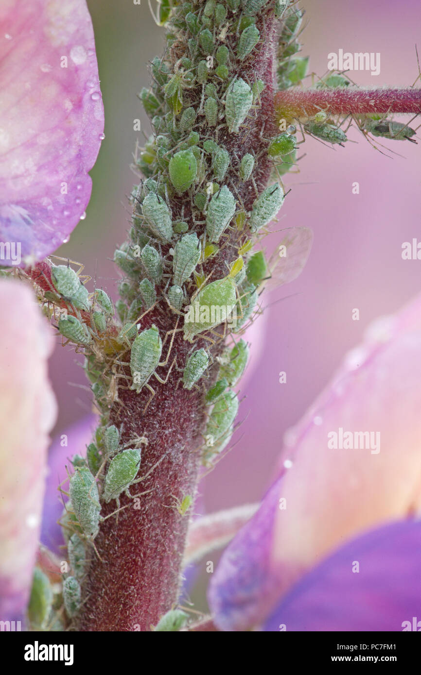 Group of Aphids/Greenfly Aphidoidea family on the stem of a wild ...