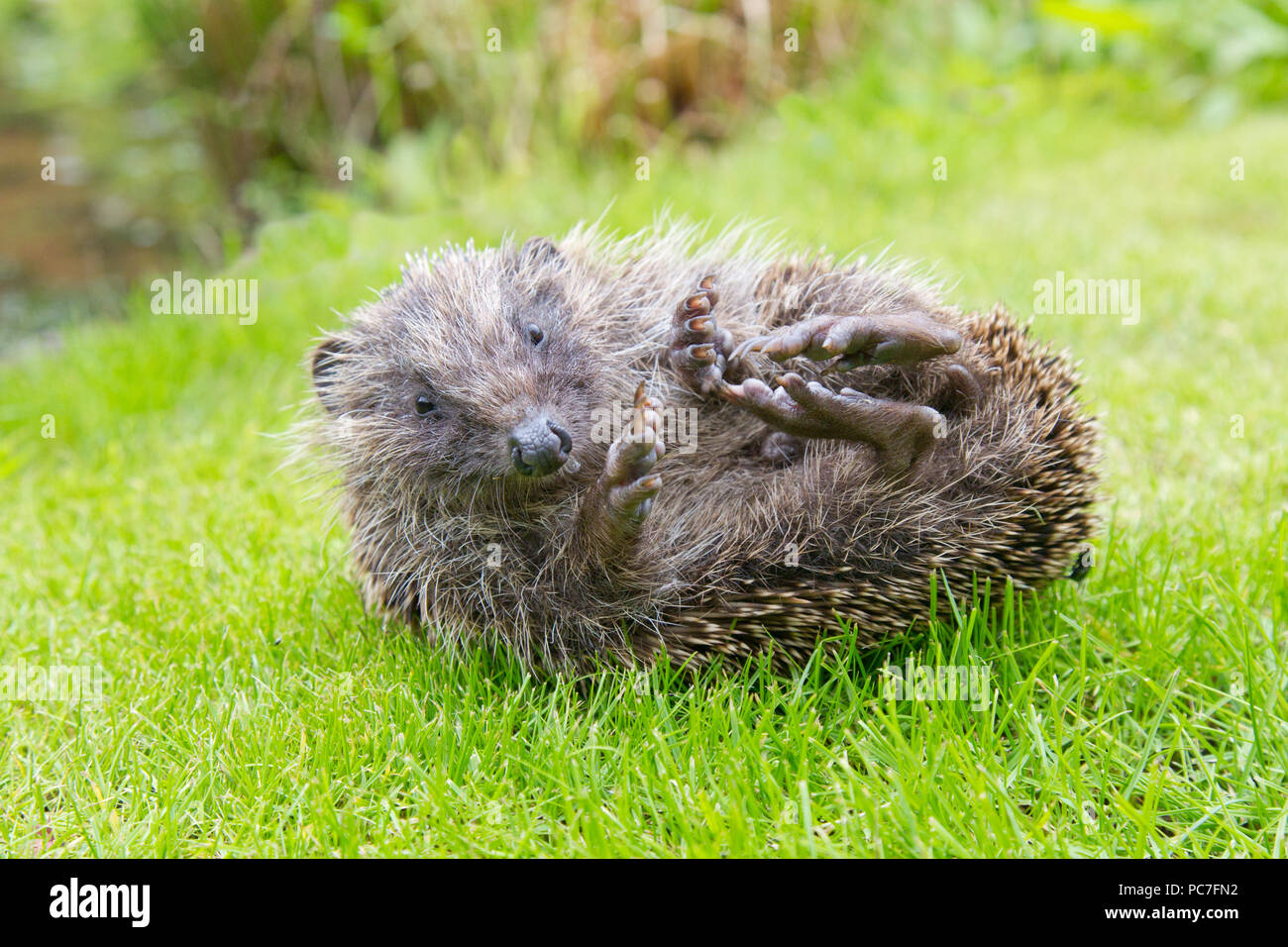 Adult Hedgehog Erinaceous europaeus uncurling on garden lawn,showing ...