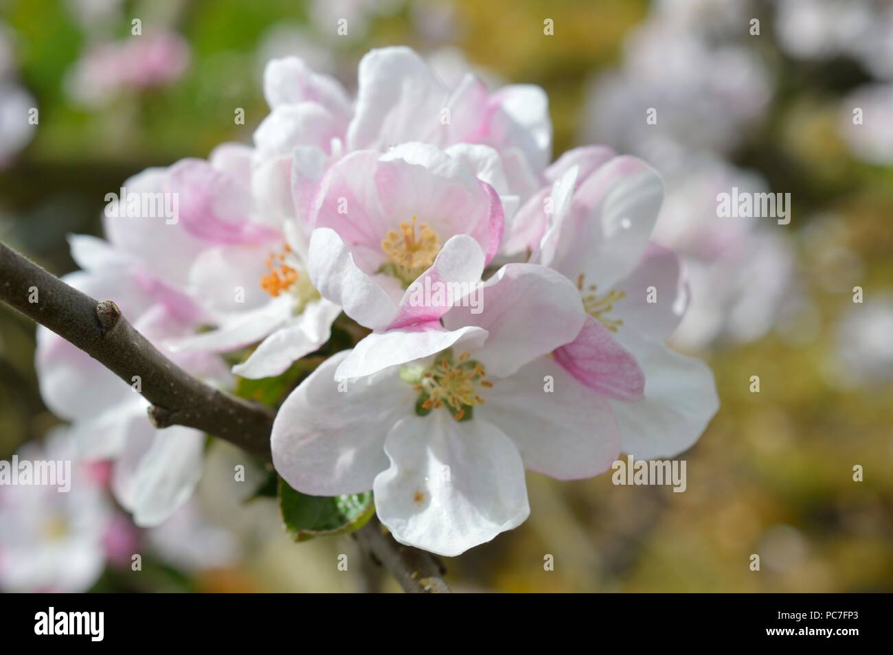Apple red pippin hi-res stock photography and images - Alamy