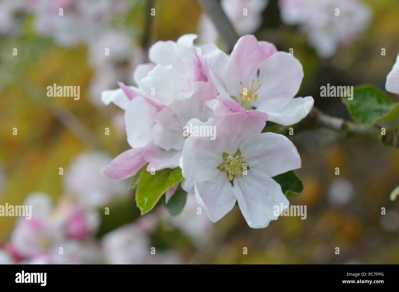 Apple red pippin hi-res stock photography and images - Alamy