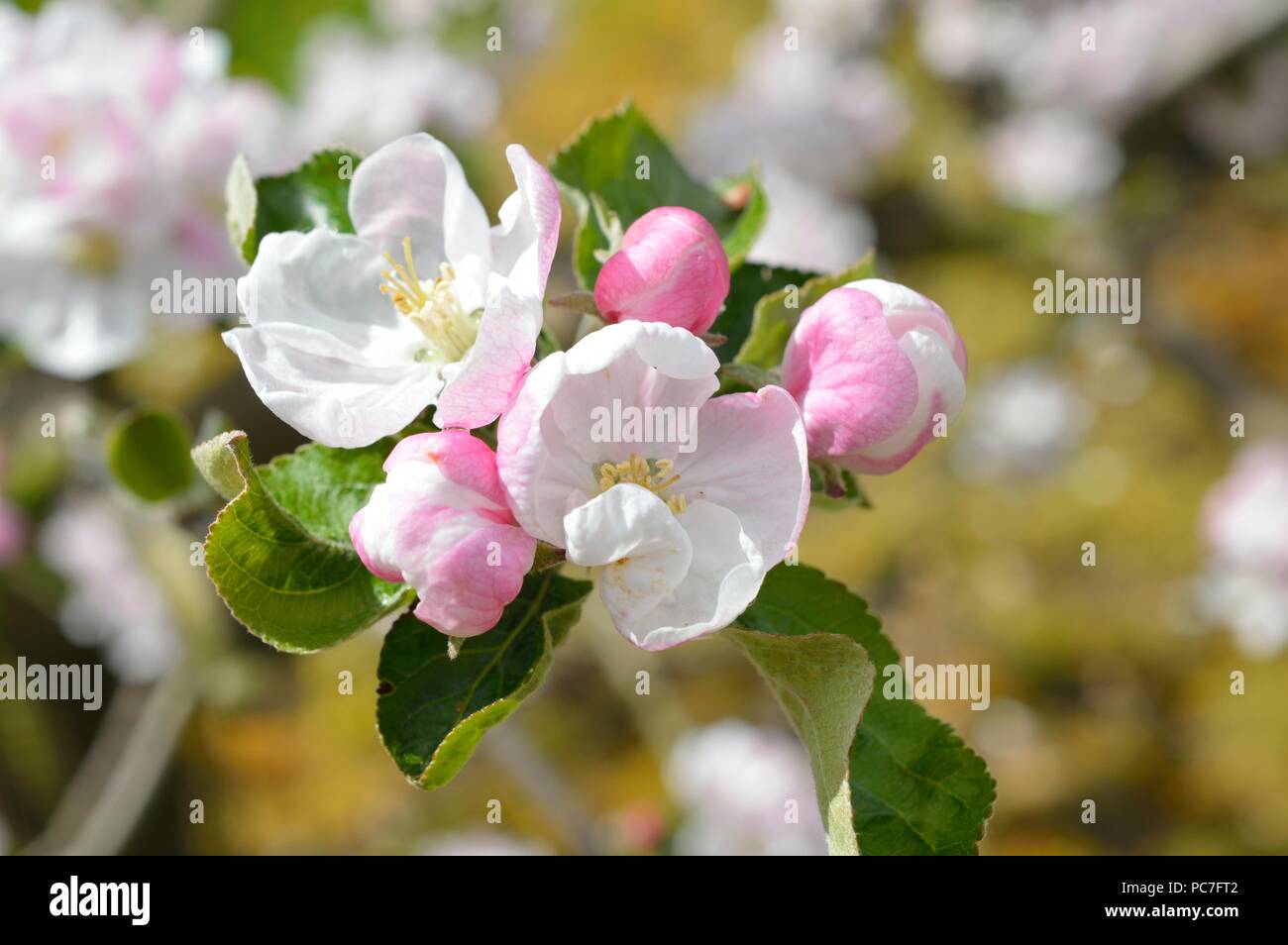 Red pippin apple hi-res stock photography and images - Alamy