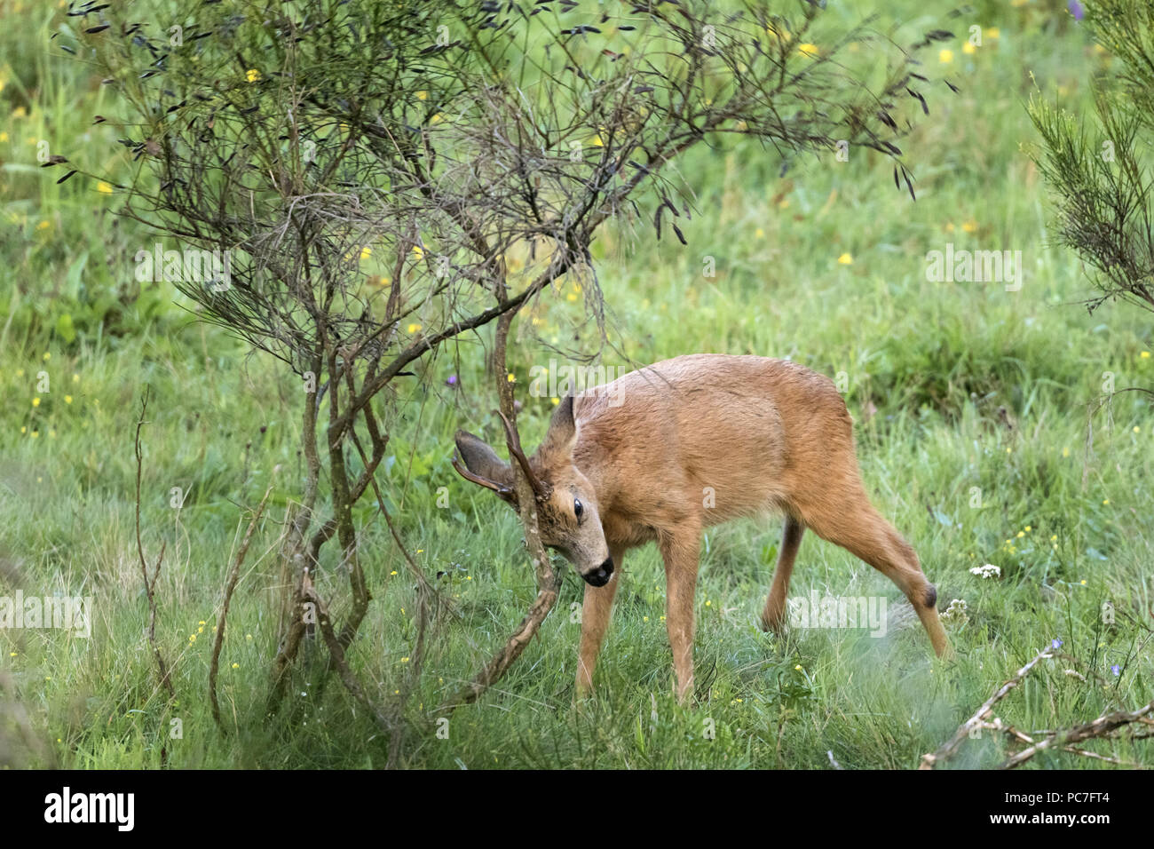 Deer rub tree hi-res stock photography and images - Alamy