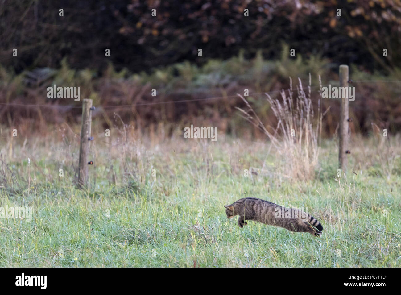Meadow jumping mouse hi-res stock photography and images - Alamy