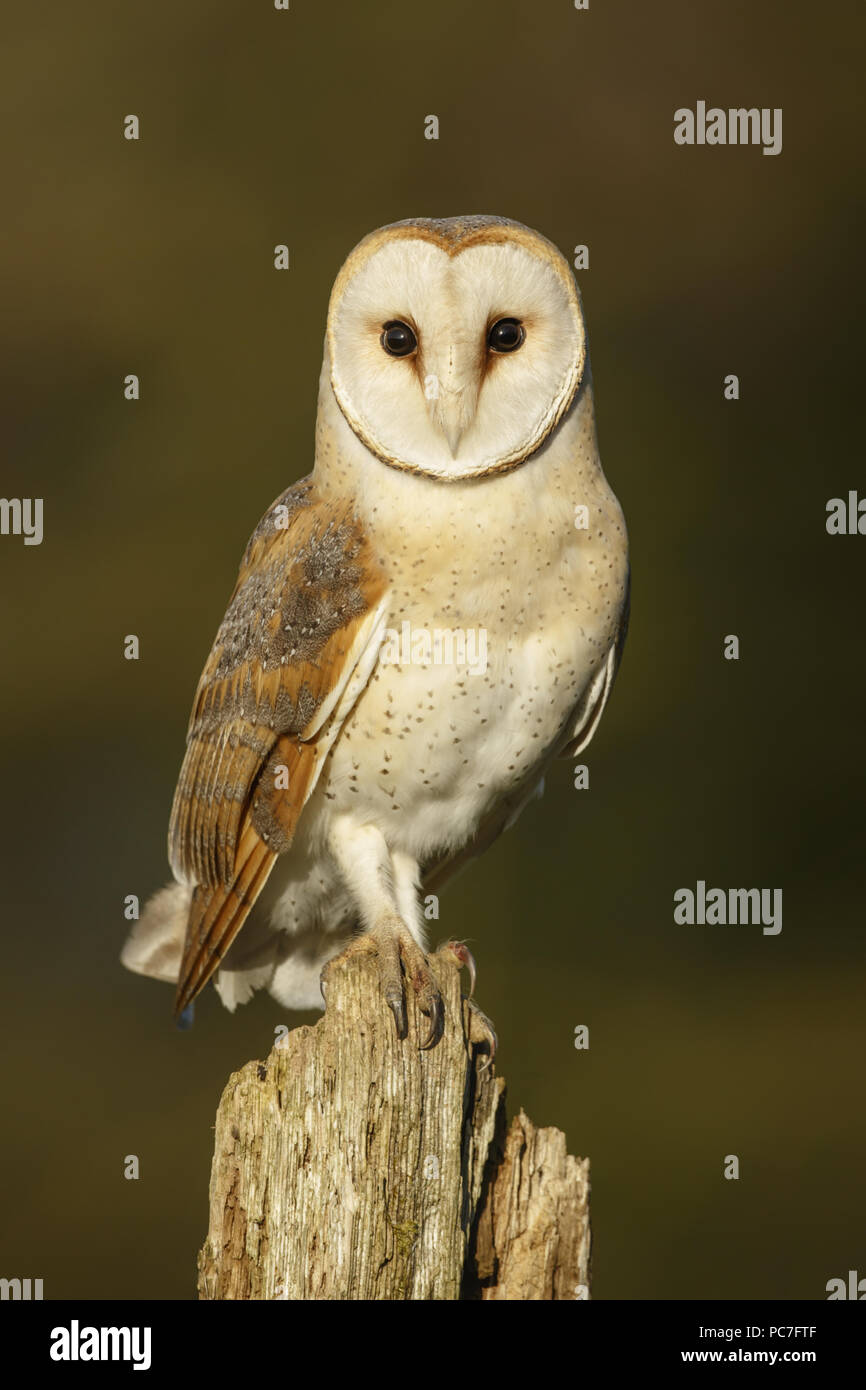 South american barn owl hi-res stock photography and images - Alamy