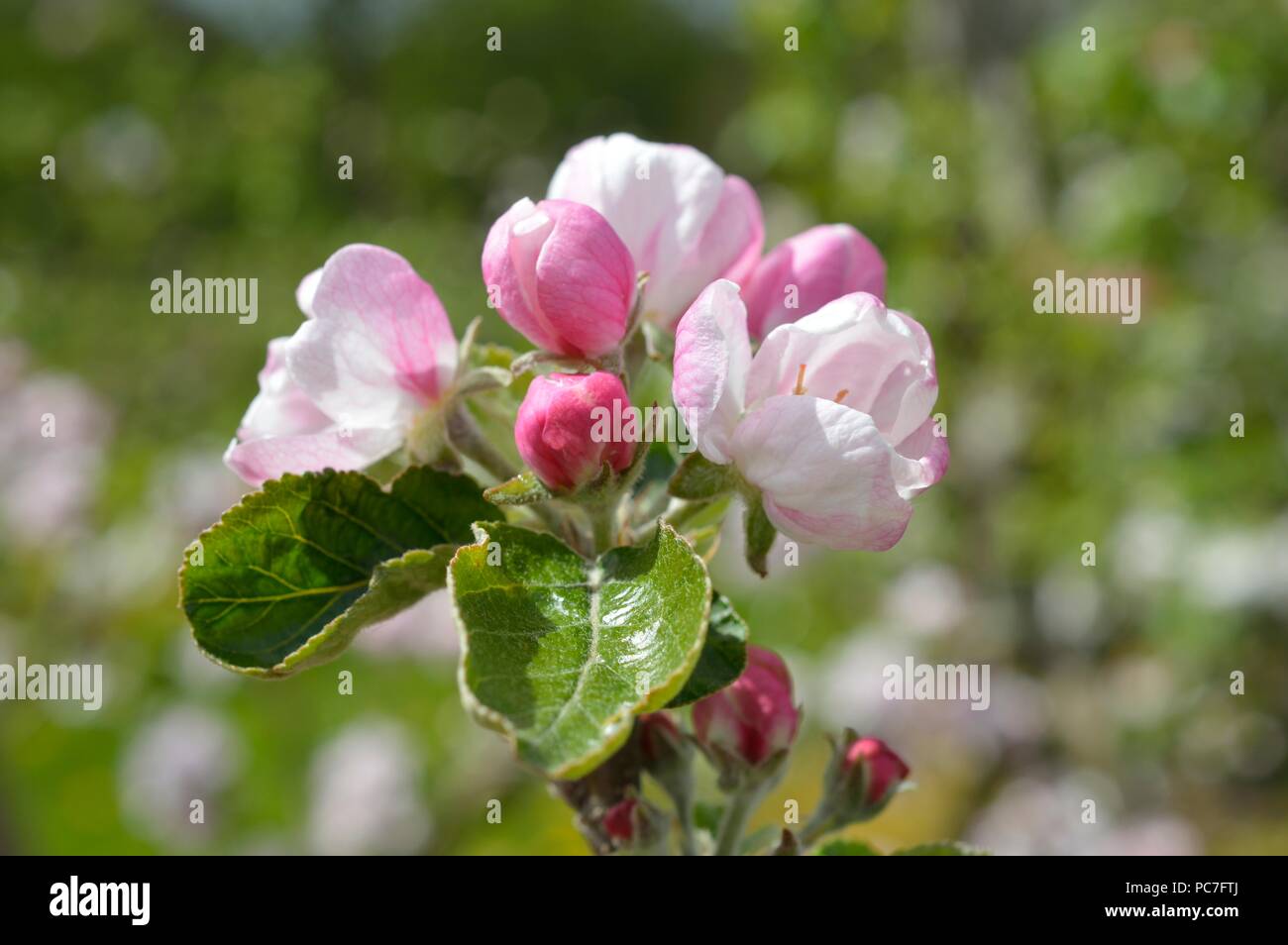 Red pippin apple hi-res stock photography and images - Alamy