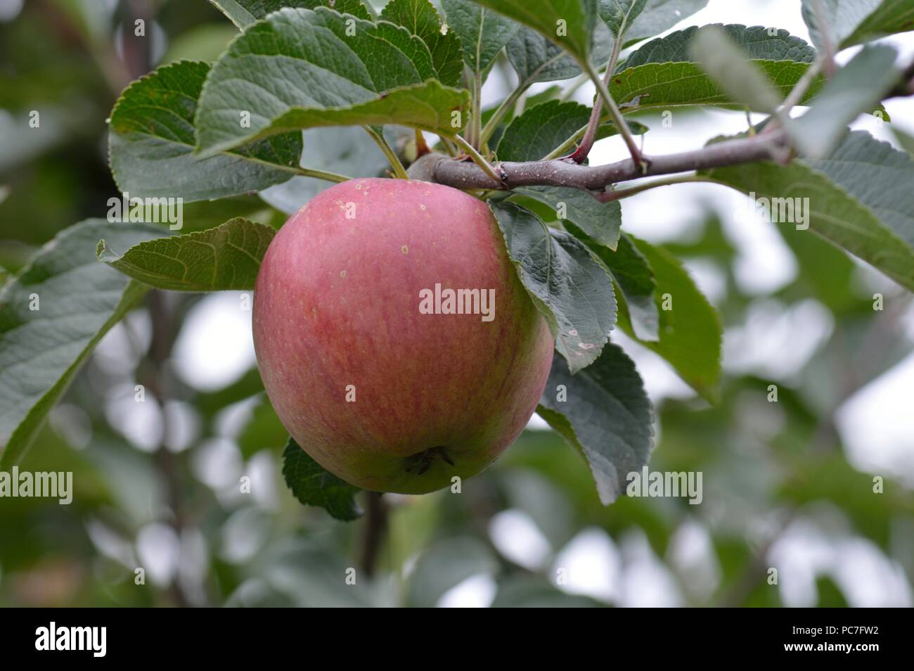 Captain fruit hi-res stock photography and images - Alamy