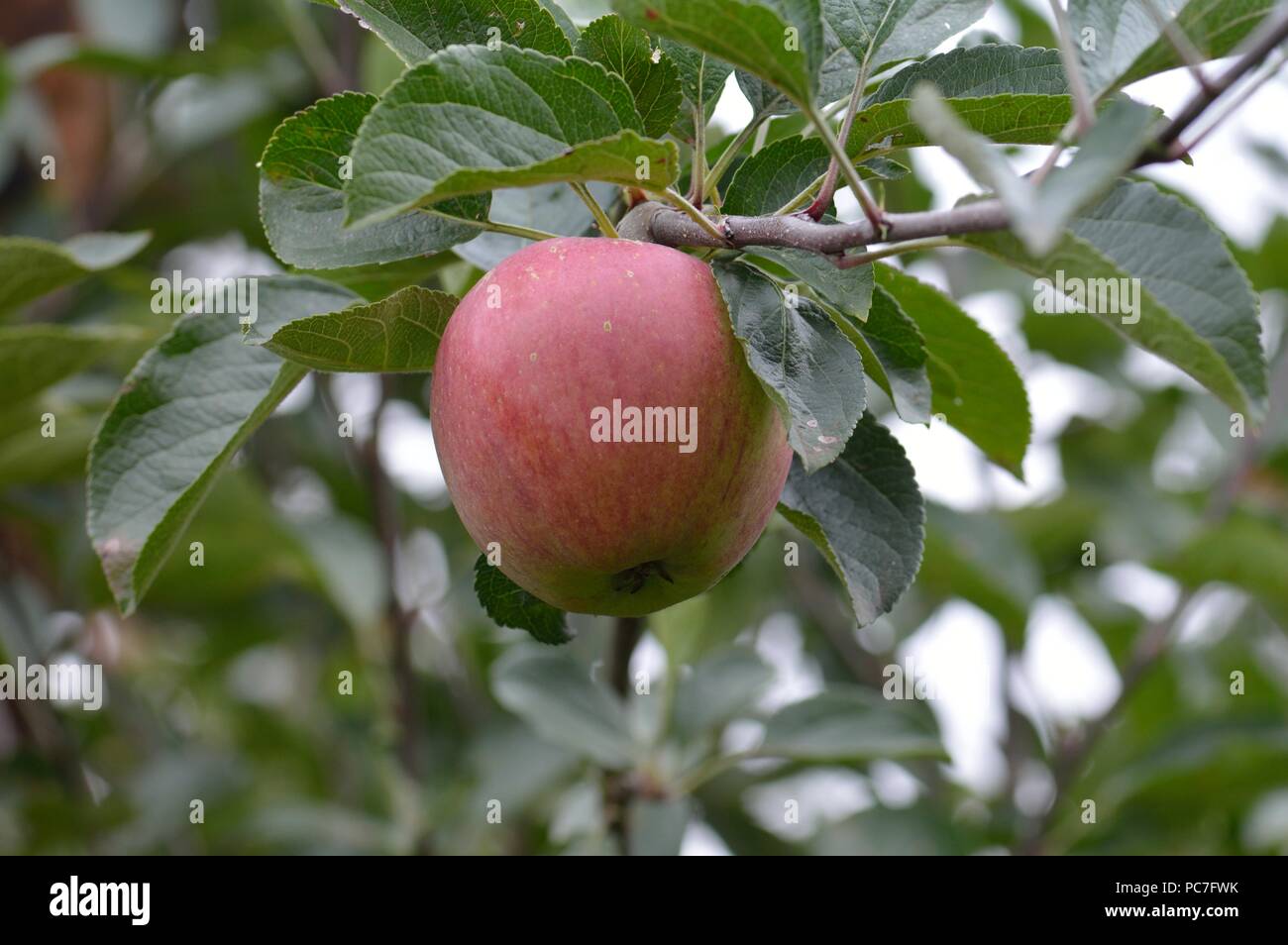 Apple Captain Kidd Stock Photo - Alamy