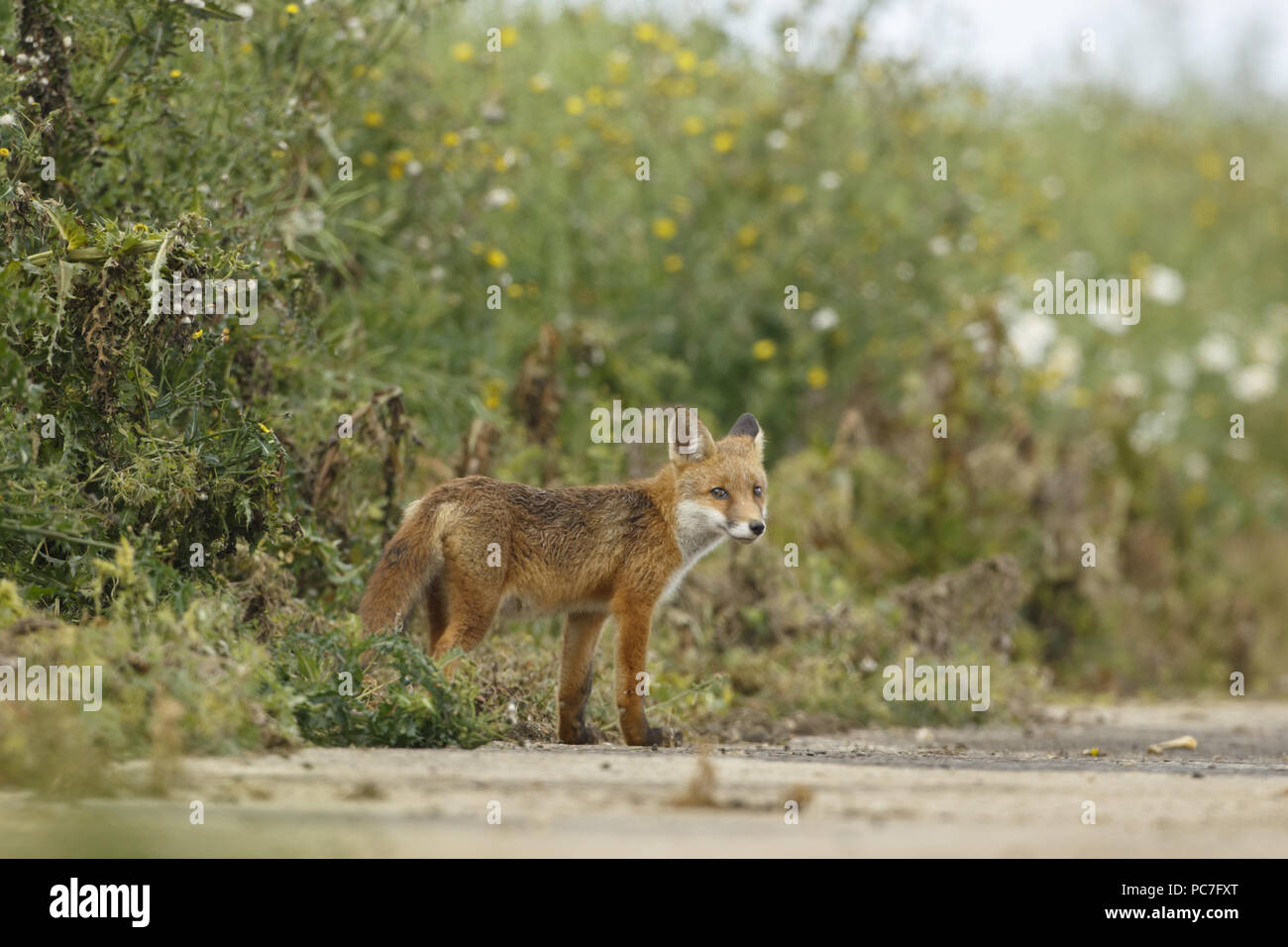 Fox tracks uk hi-res stock photography and images - Alamy