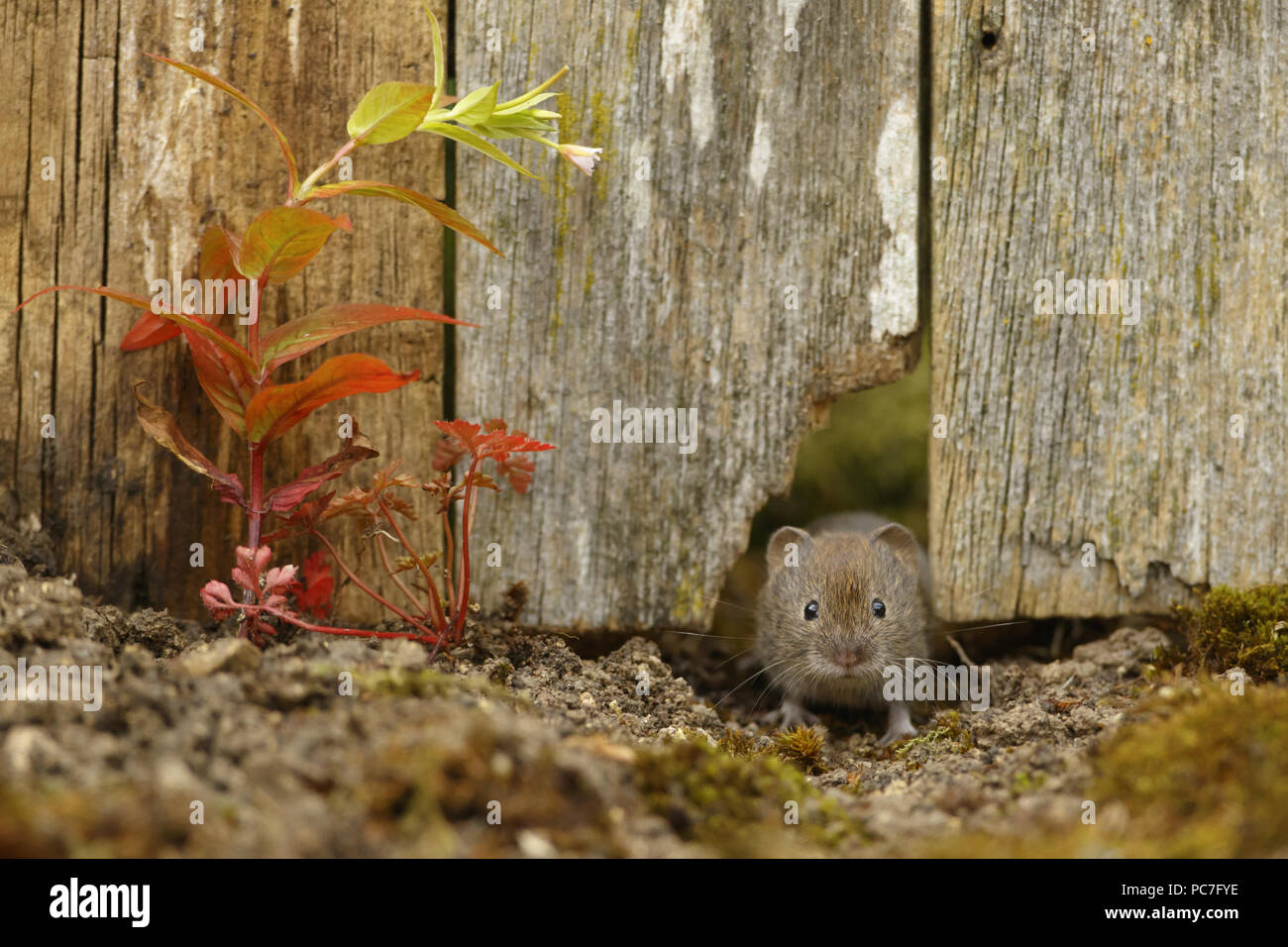 Bank Vole (Clethrionomys glareolus) adult emerging from hole in fence ...