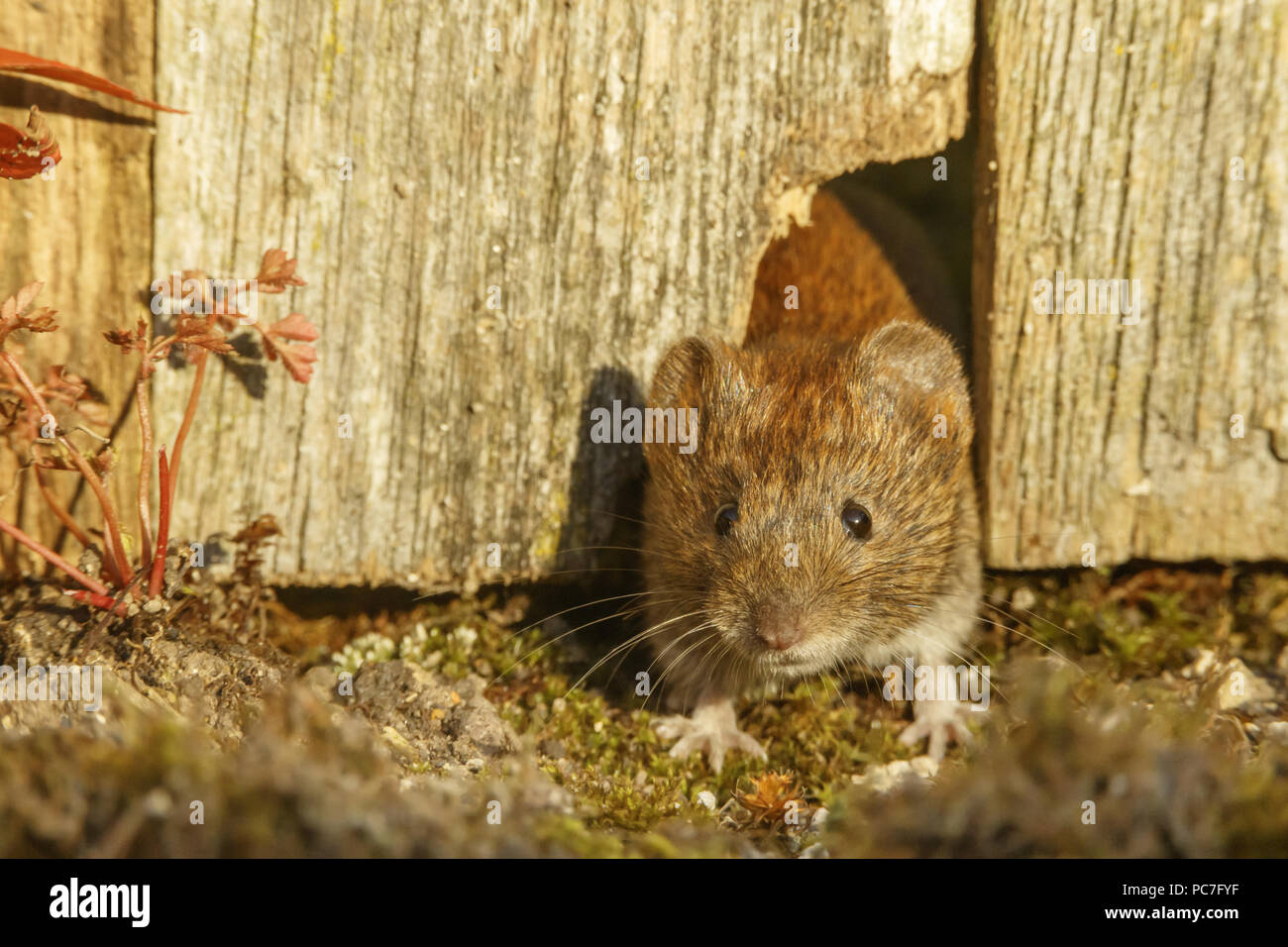 Bank Vole (Clethrionomys glareolus) adult emerging from hole in fence ...