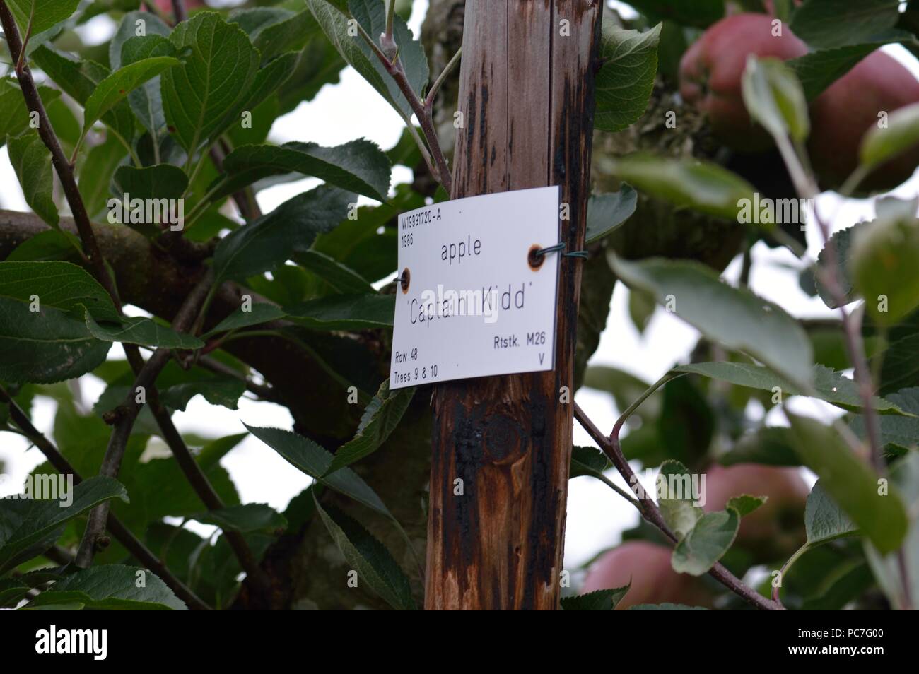 Apple Captain Kidd Stock Photo - Alamy