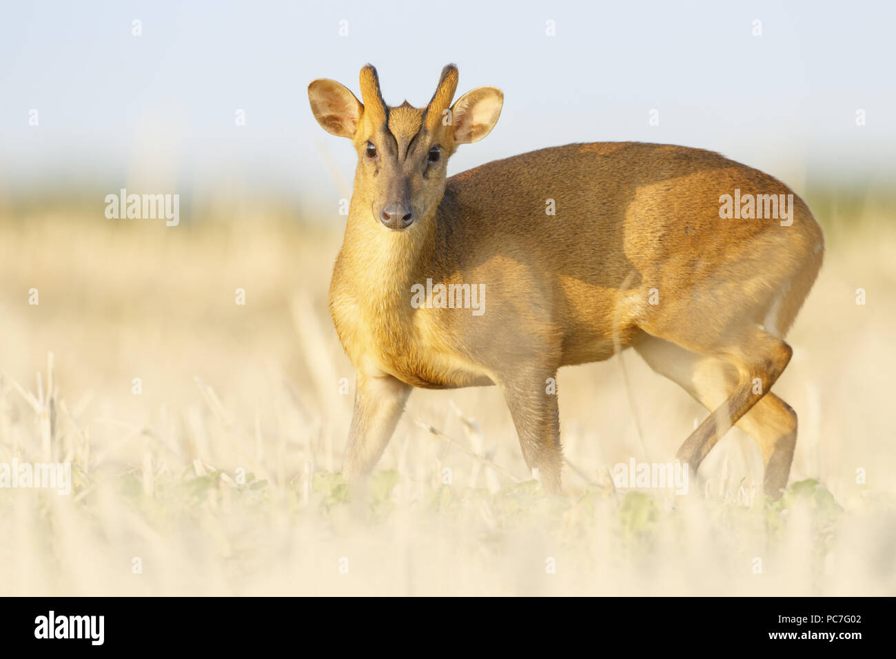 Muntjac england male hi-res stock photography and images - Alamy