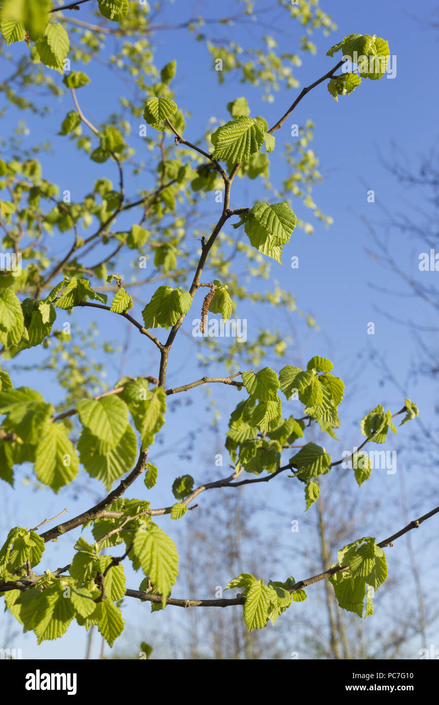 Common Hazel (Corylus avellana) fresh leaves, West Yorkshire, England ...