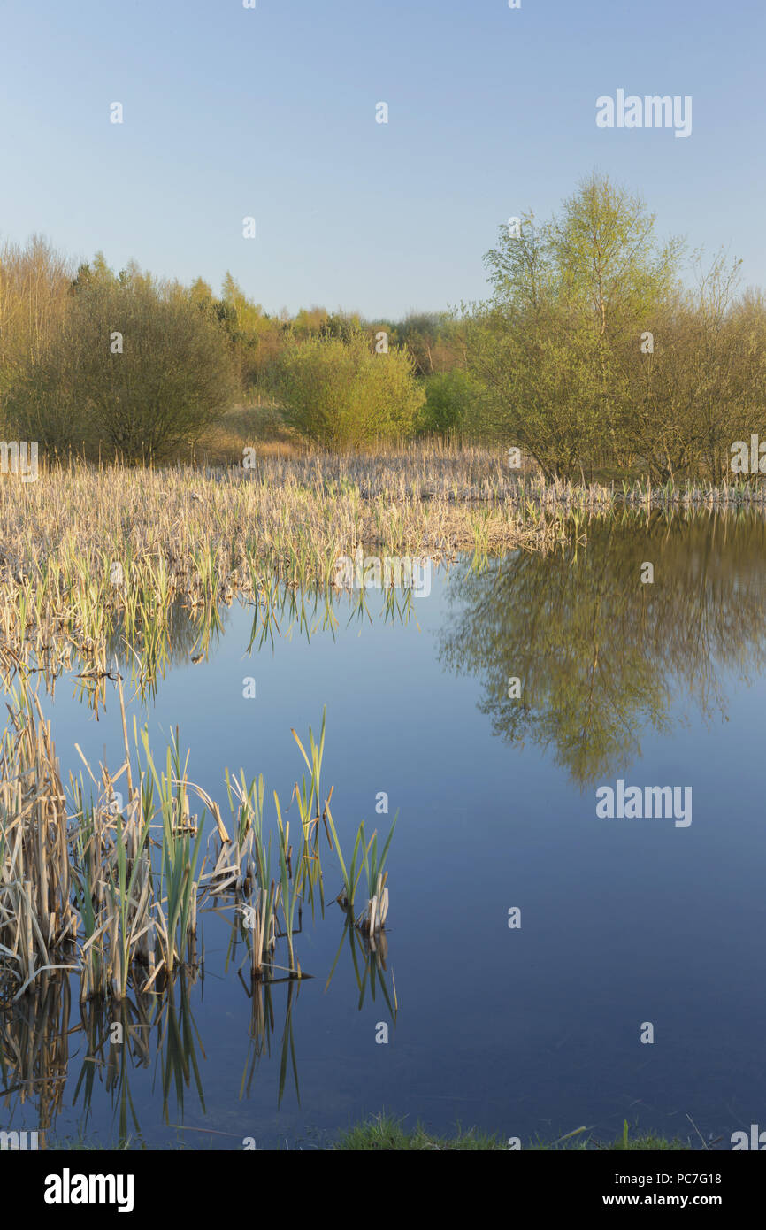 View of pond, reed-bed and woodland, Ledston Luck (Yorkshire Wildlife ...