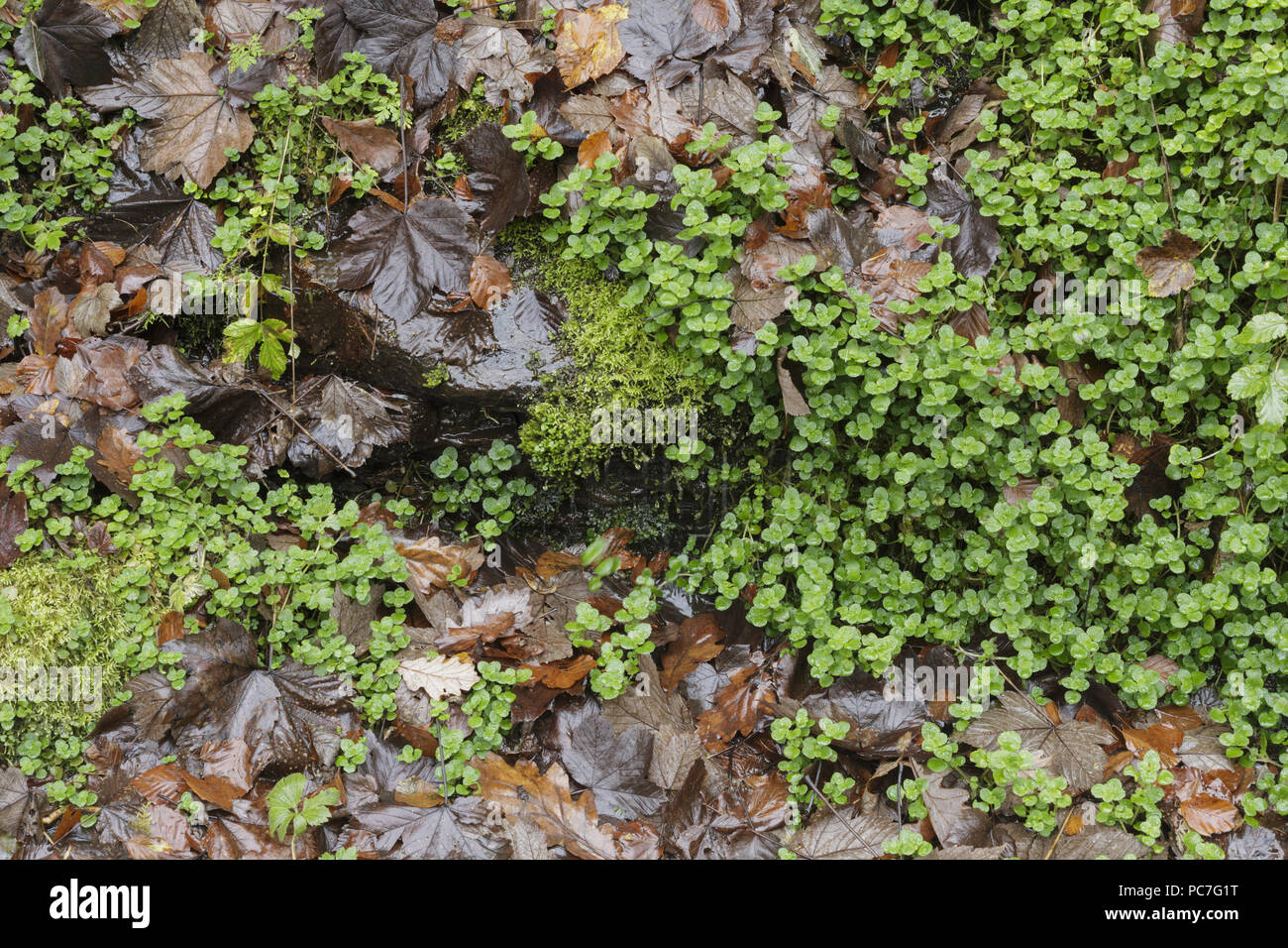 Opposite-leaved Golden-Saxifrage (Chrysosplenium oppositifolium) and ...