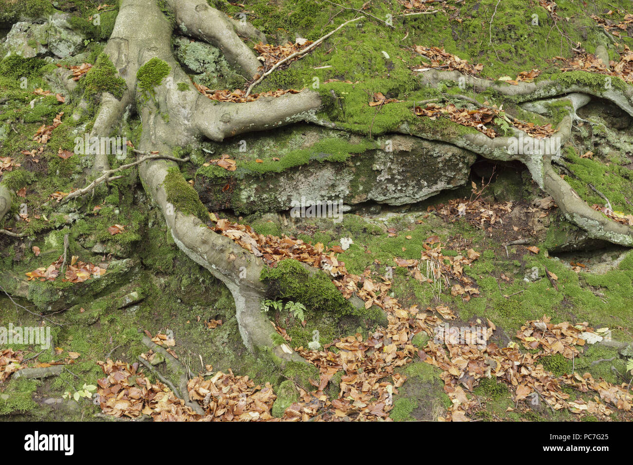 Exposed tree roots of Common Beech (Fagus sylvatica), Hebden Dale, West ...
