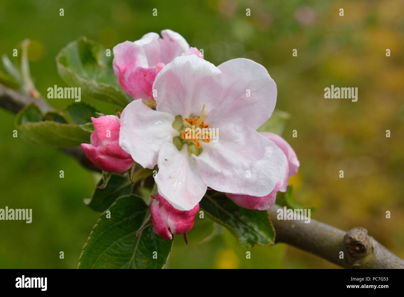 Apple catshead hi-res stock photography and images - Alamy