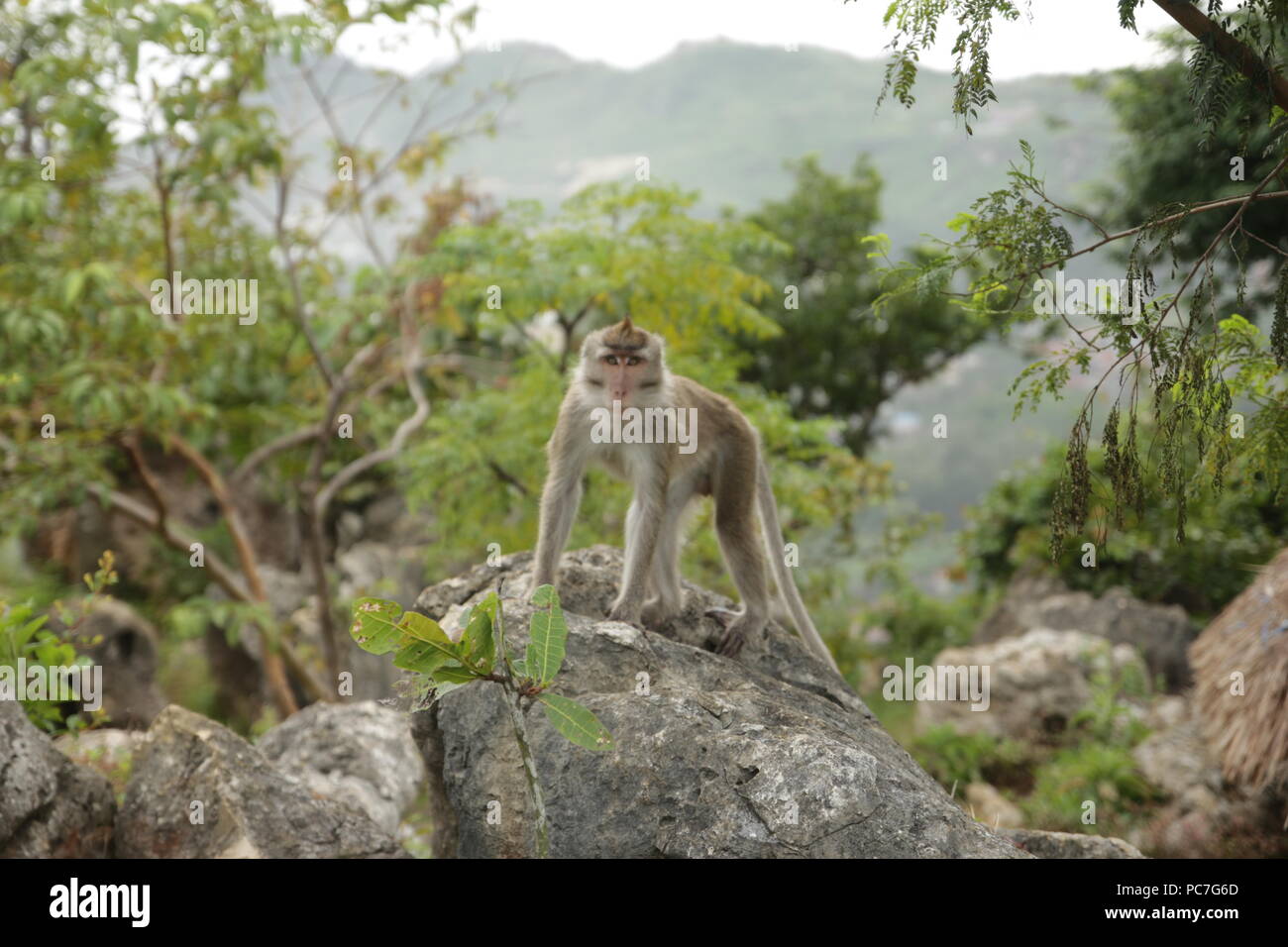 Four Legged Animals Stock Photos & Four Legged Animals Stock Images - Alamy