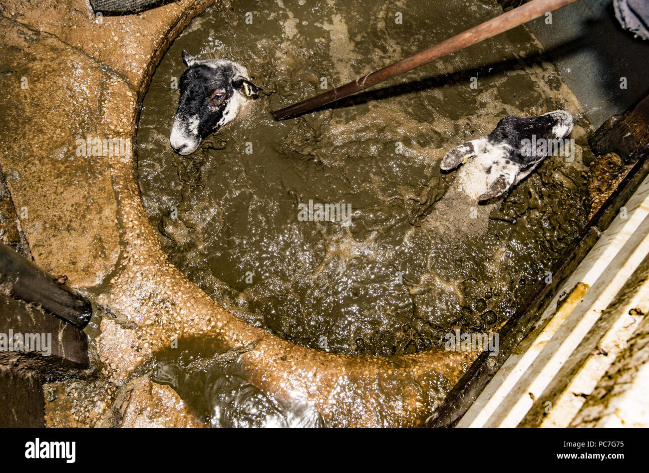 Sheep dipping hi-res stock photography and images - Alamy
