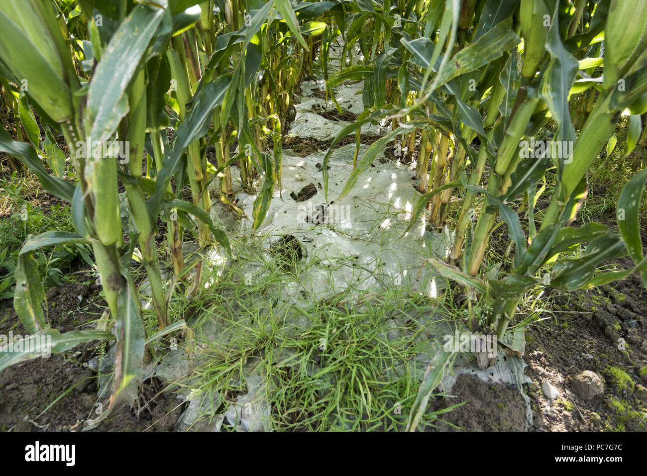 Forage maize crop growing through plastic film, Longtown, Cumbria Stock ...