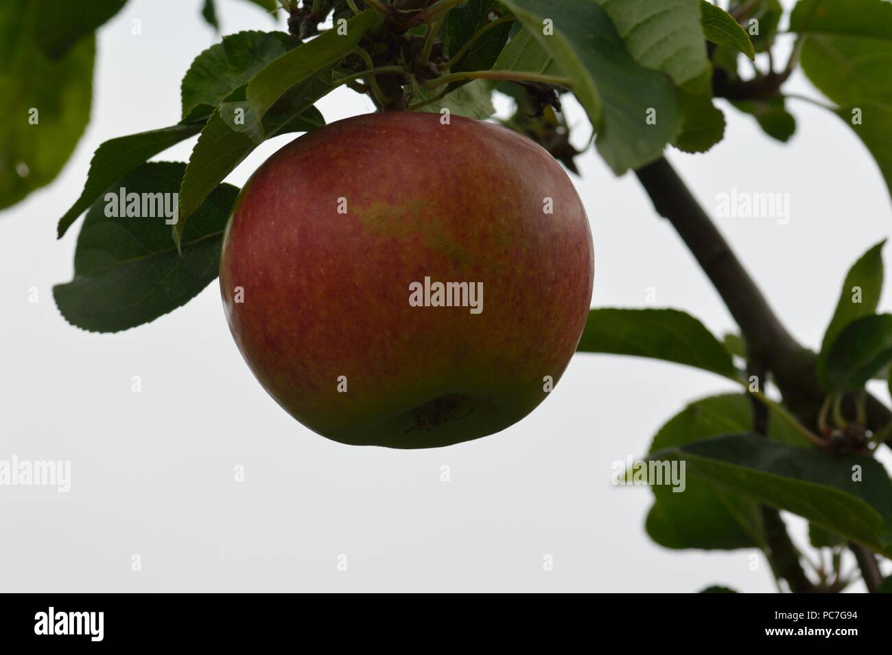 Apple Charles Ross Stock Photo - Alamy