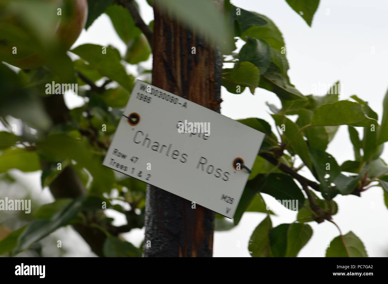Charles ross apples hi-res stock photography and images - Alamy