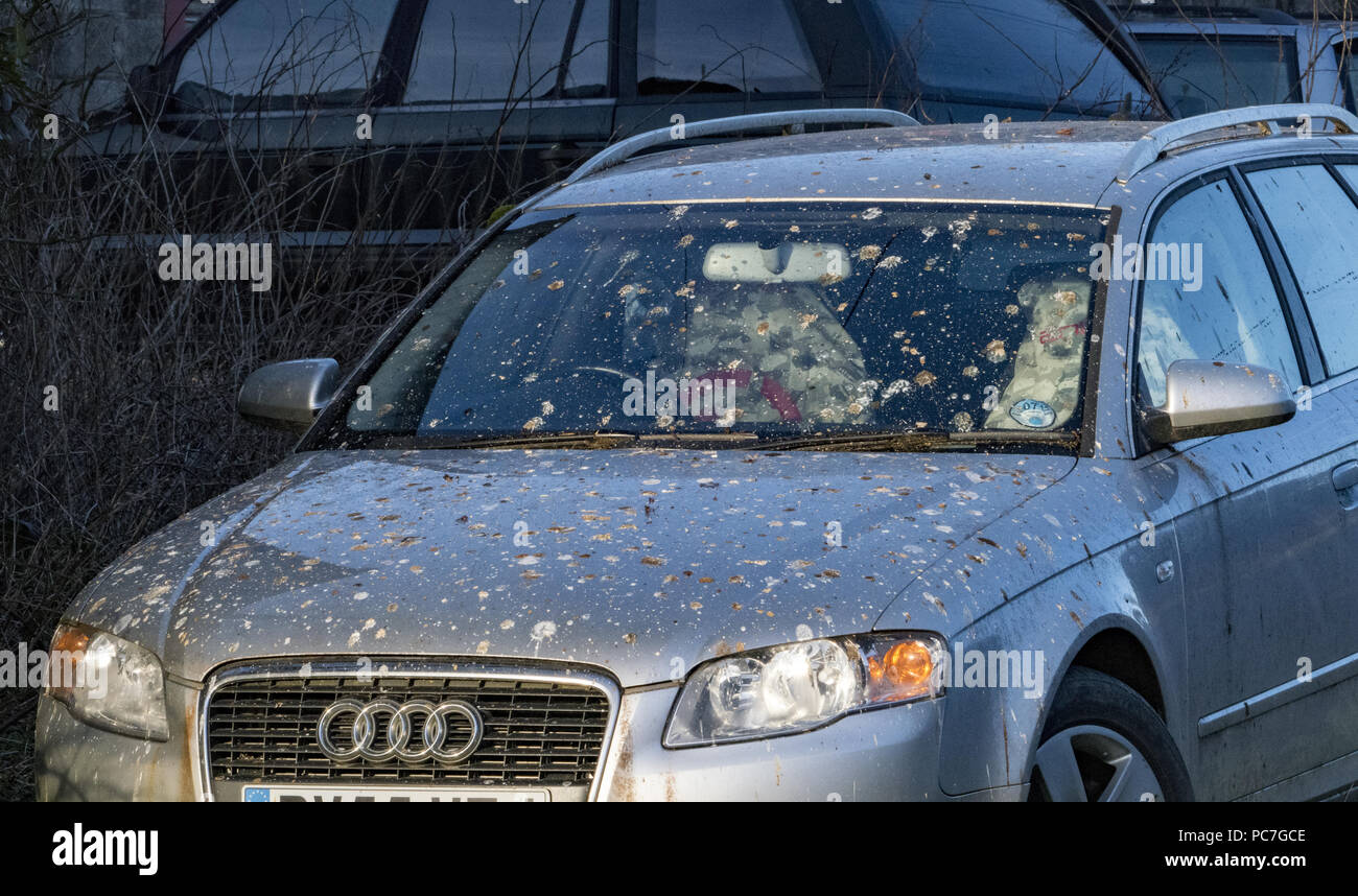 Droppings on a car left by starlings as they gather before roosting for ...