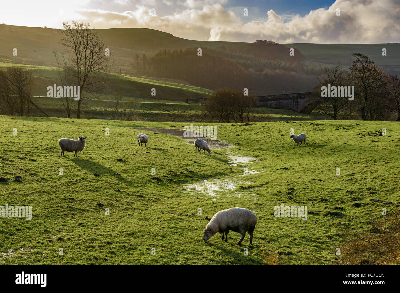 3Sunrise with sheep and flood water, Whitewell, Clitheroe, Lancashire ...
