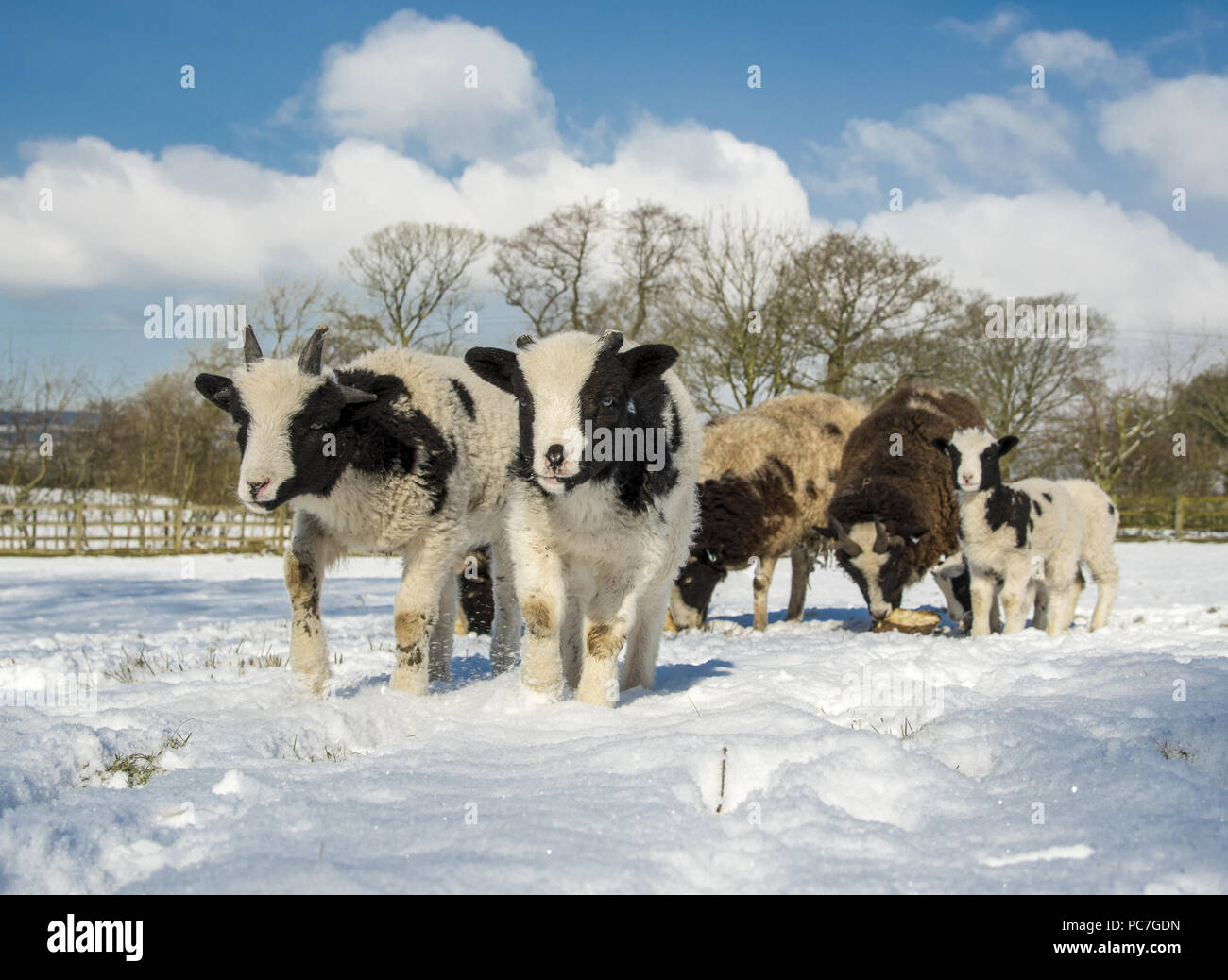 Jacob sheep february hi-res stock photography and images - Alamy