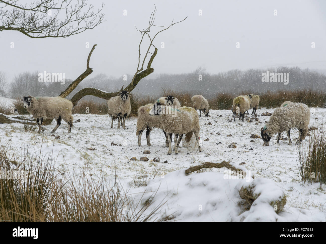 Swaledale ewes in the snow, Chipping, Lancashire Stock Photo - Alamy