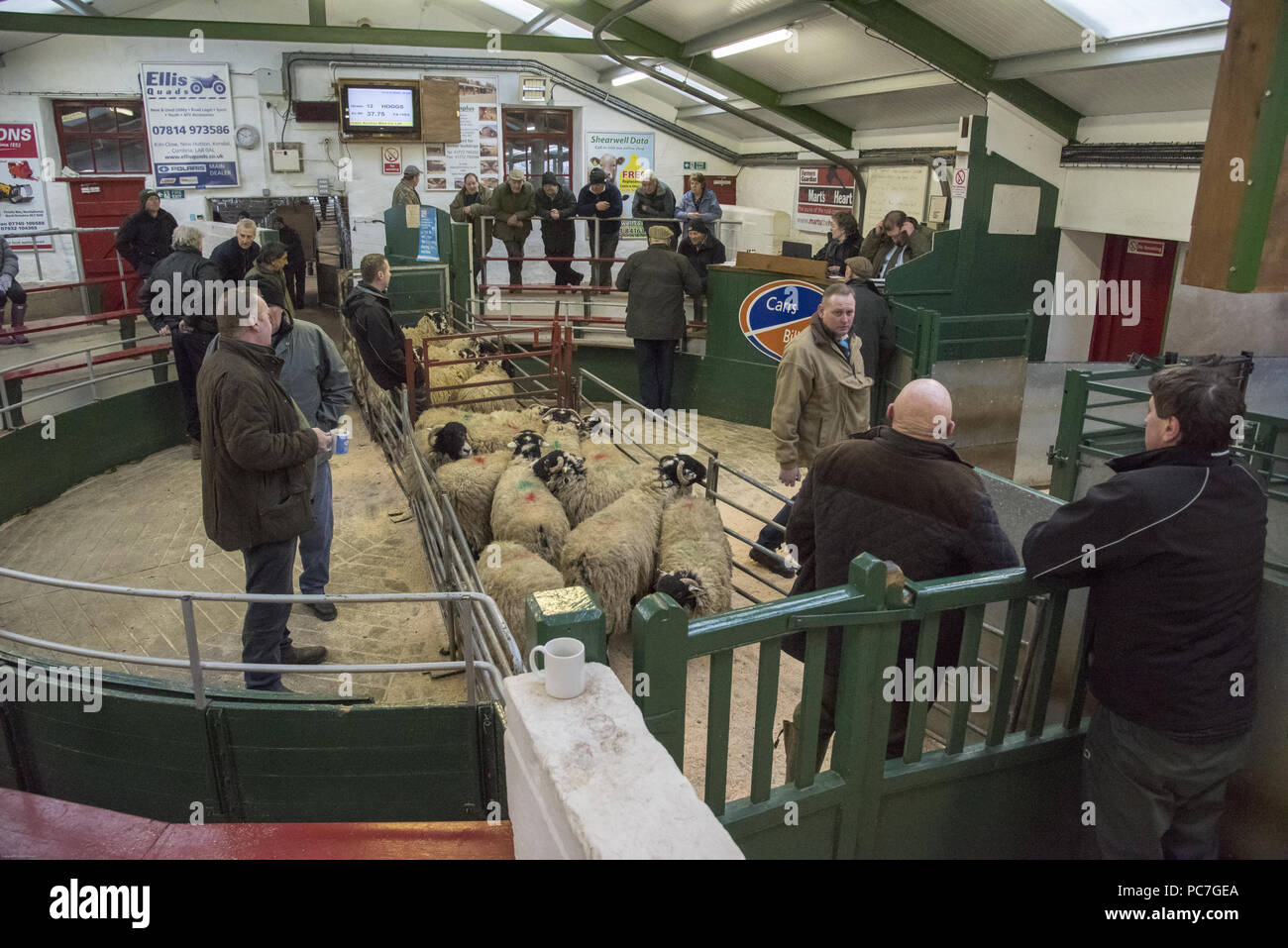 Selling sheep at Hawes Auction mart, Hawes, North Yorkshire Stock Photo ...