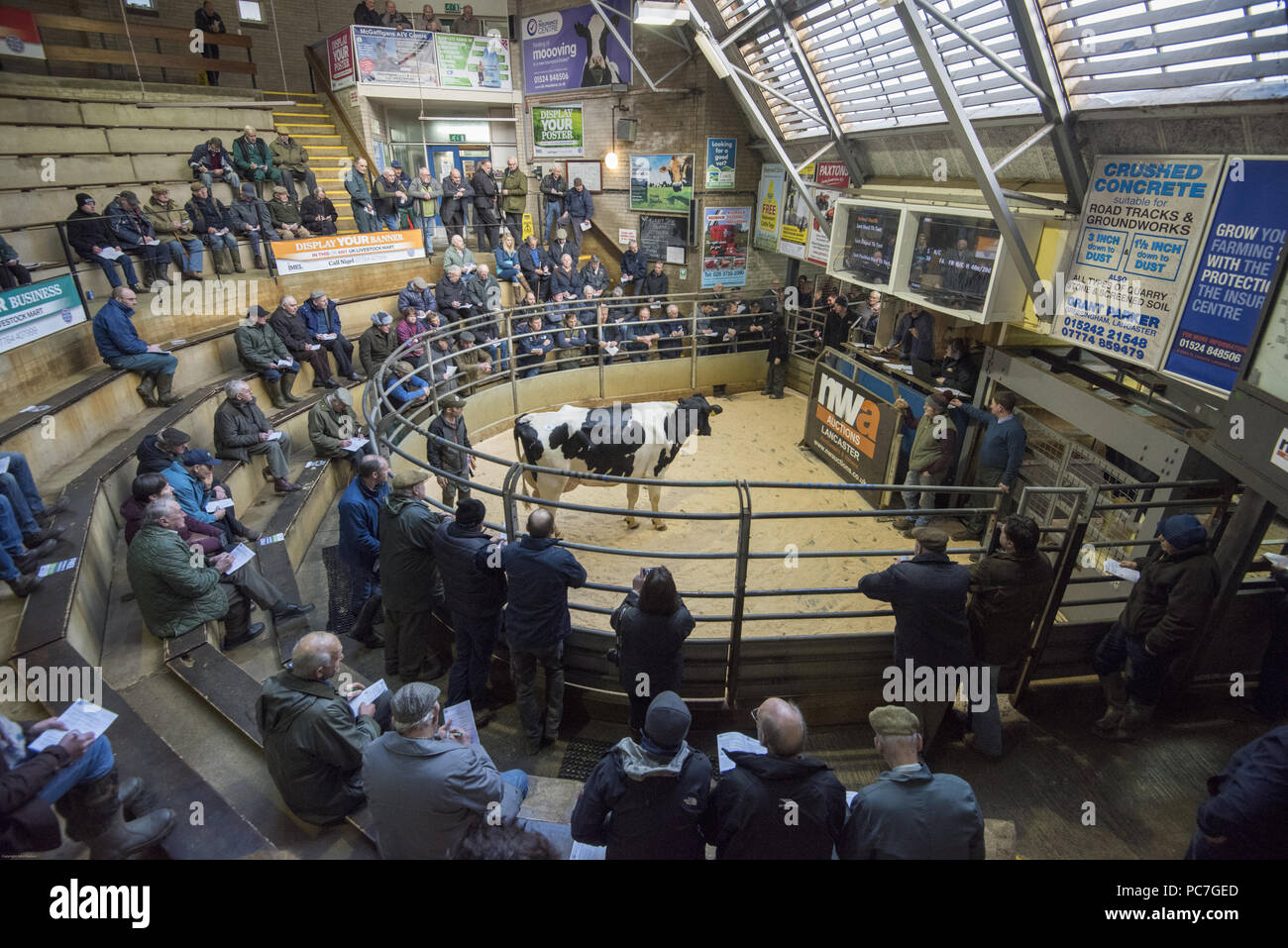 Selling Holstein dairy cows at Lancaster Livestock Market, Lancaster ...