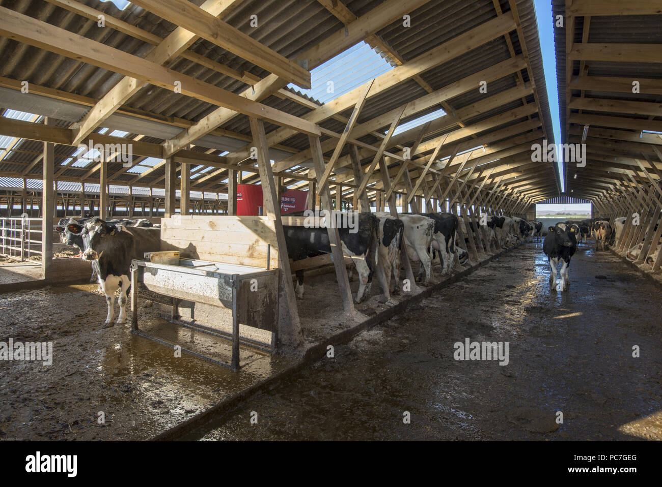 Holstein dairy cow next to a water trough in a wooden cubicle building ...