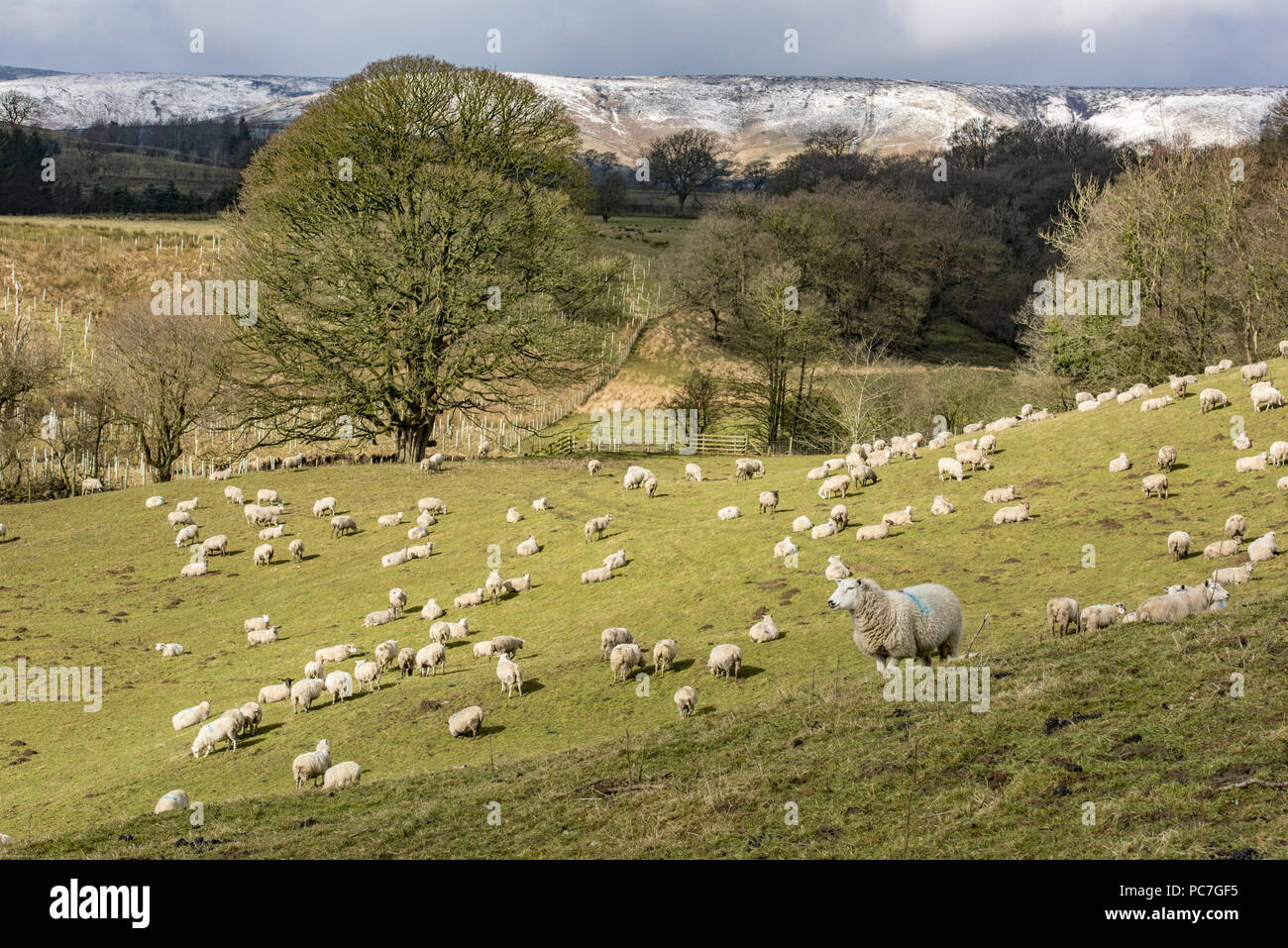Sheep in a field, Whitewell, Clitheroe, Lancashire Stock Photo - Alamy