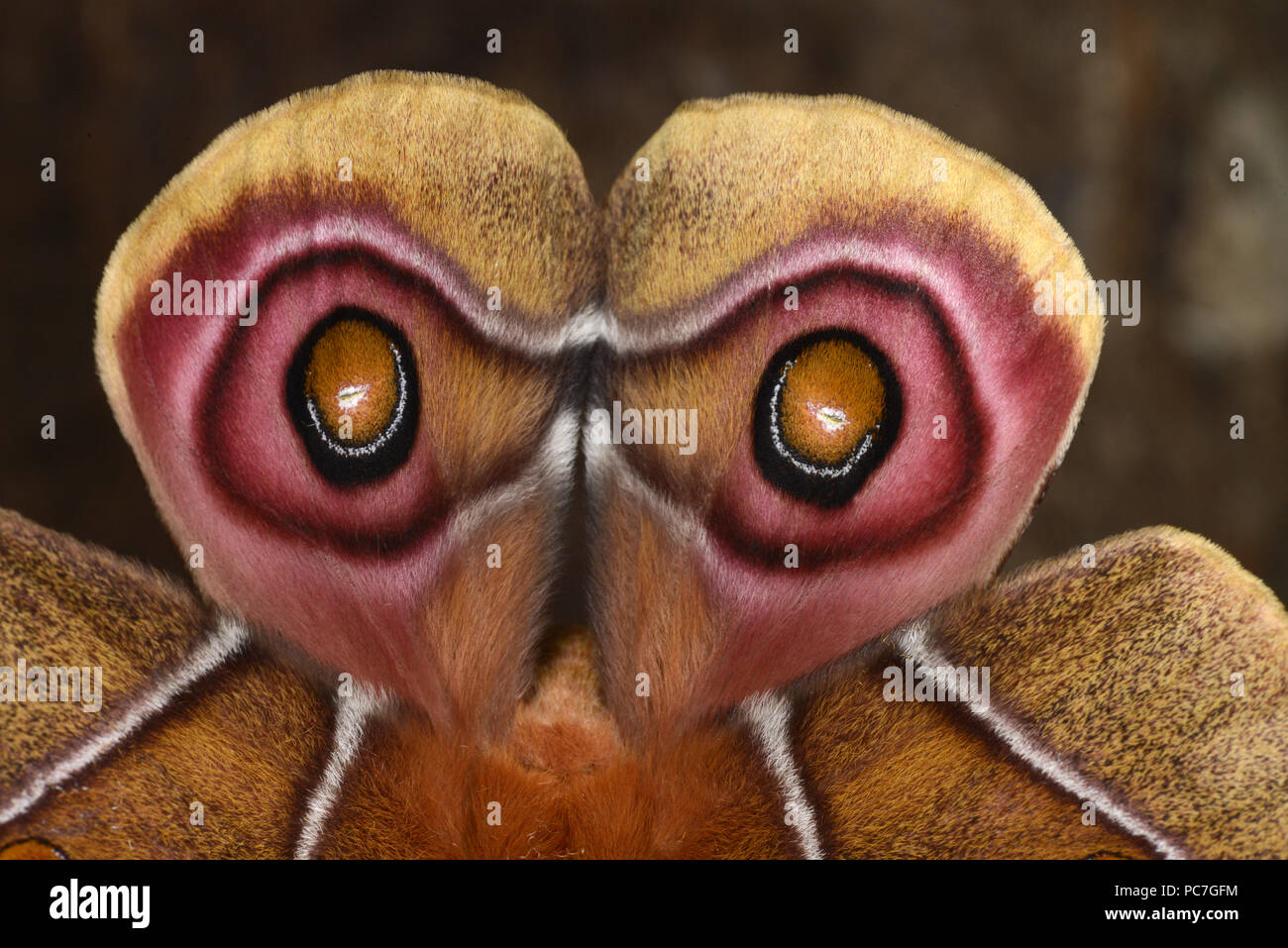 Suraka silk moth antherina suraka hi-res stock photography and images ...