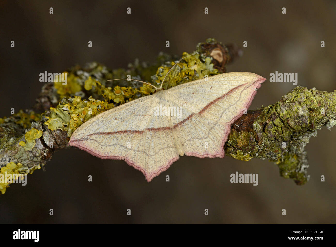 Blood vein moth hi-res stock photography and images - Alamy