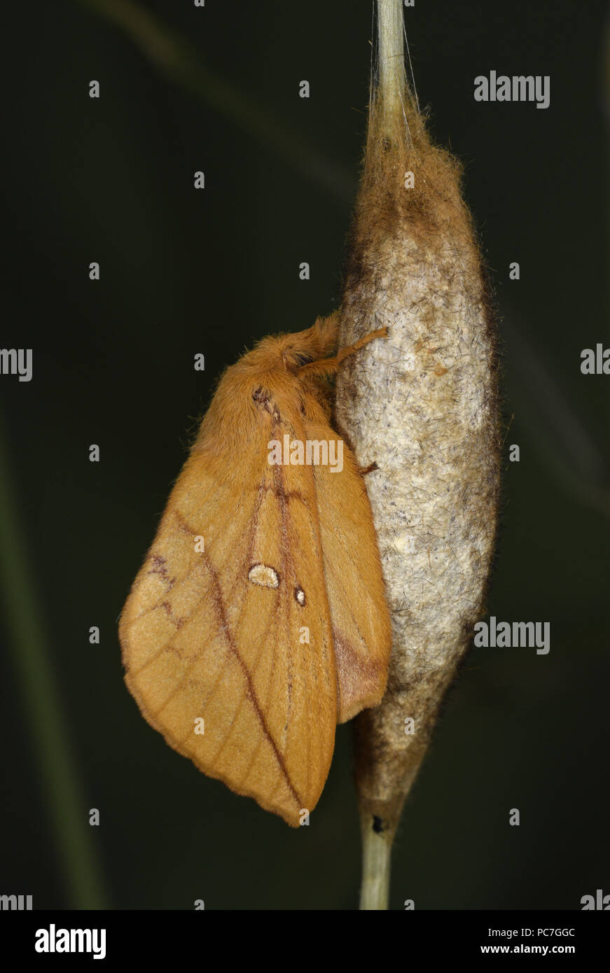Drinker Moth (Euthrix potatoria) freshly emerged adult female at rest ...