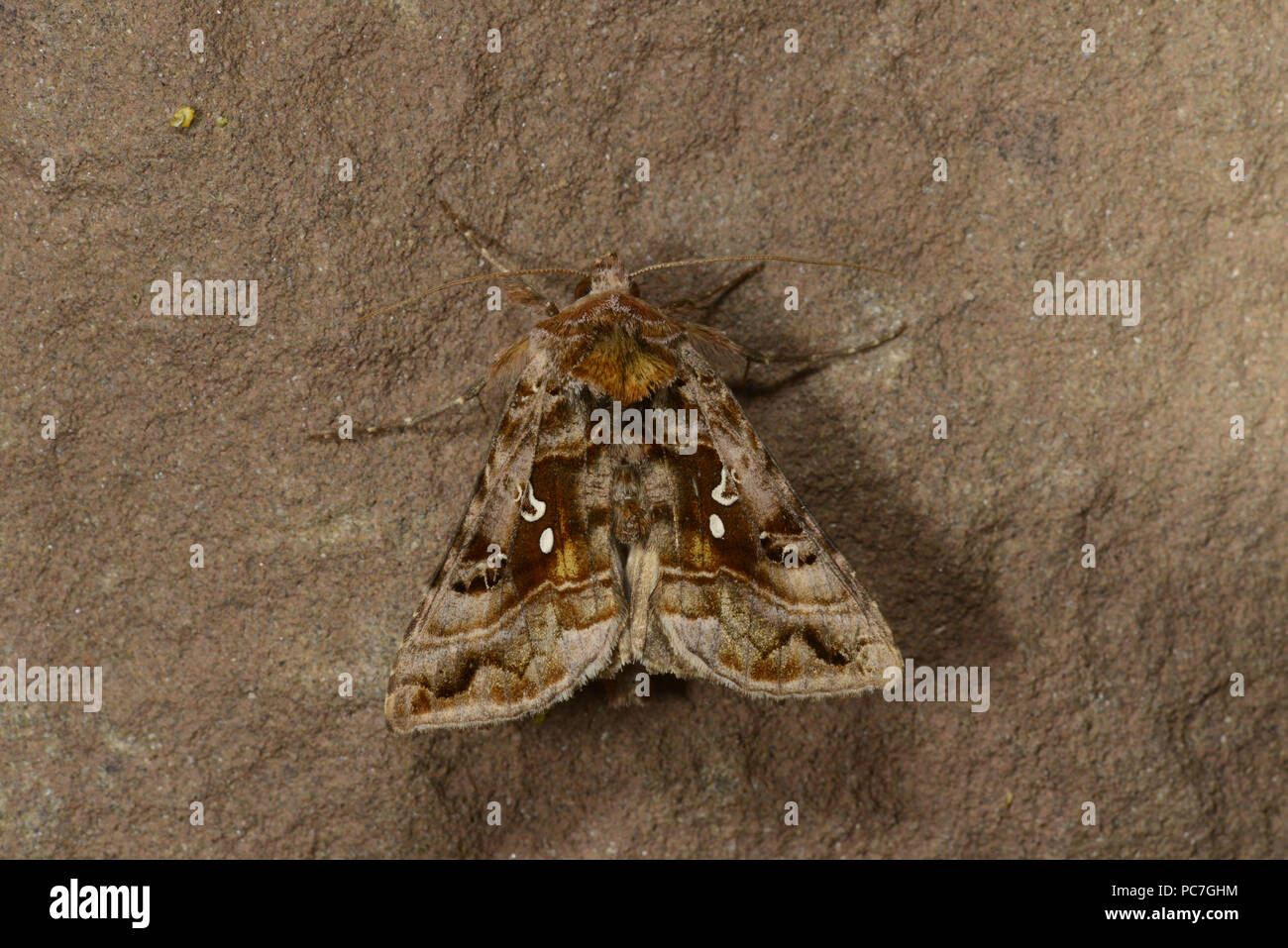 Beautiful Golden Y Moth (Autographa pulchrina) adult with wings spread ...