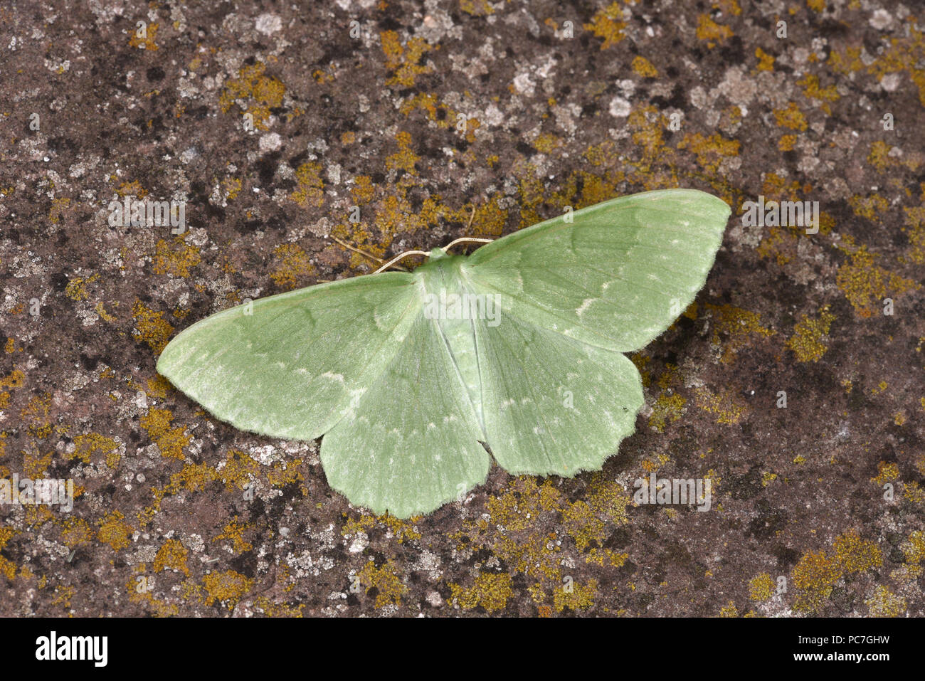 Large Emerald Moth (Geometra papilionaria) adult at rest on lichen ...