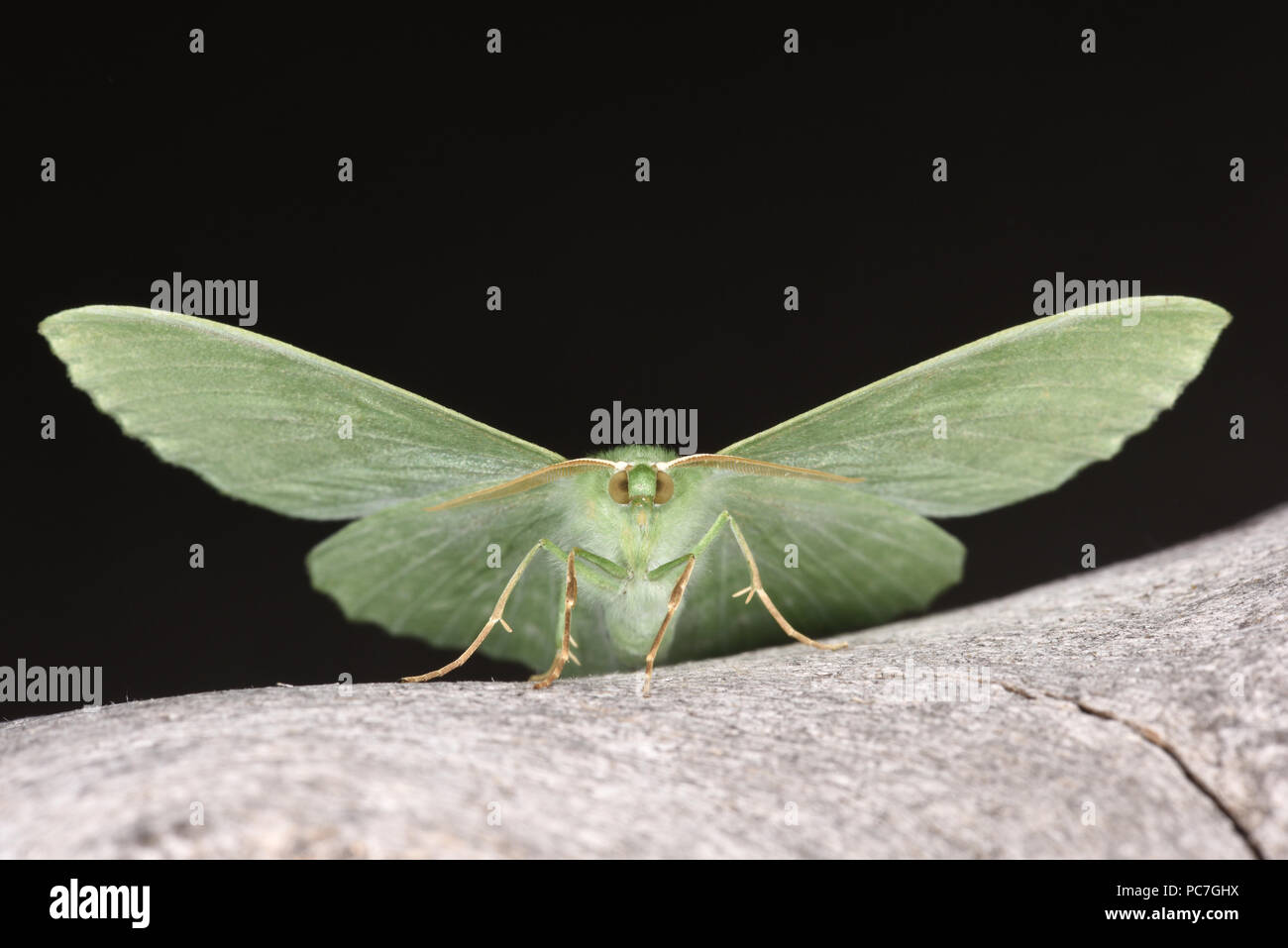Large Emerald Moth (Geometra papilionaria) adult on tree trunk with ...