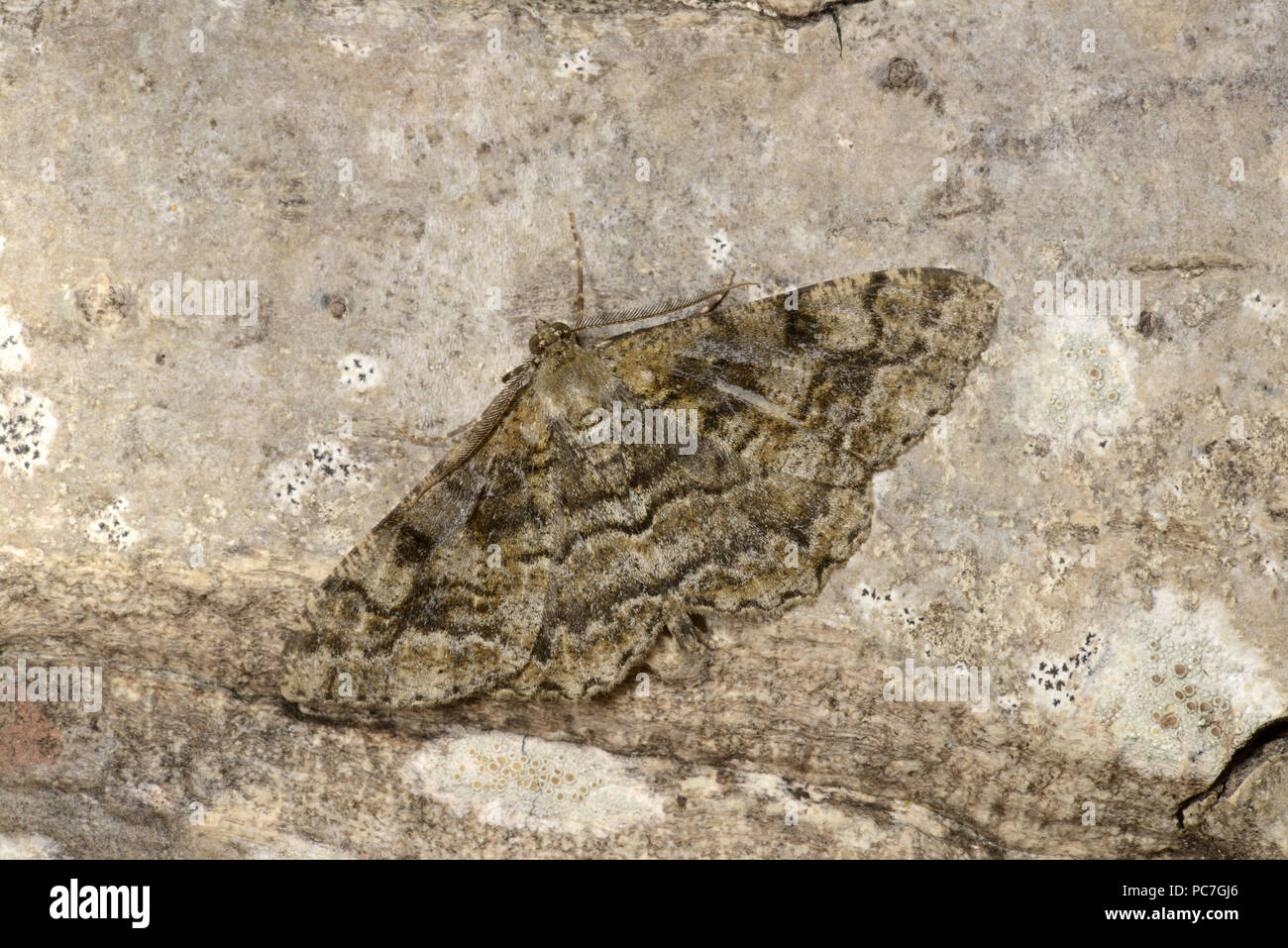 Mottled beauty moth hi-res stock photography and images - Alamy