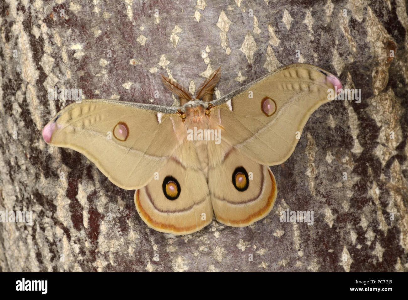 Emperor Gum Moth (Opodiphthera eucalypti) adult male showing antennae, native to Australia ...