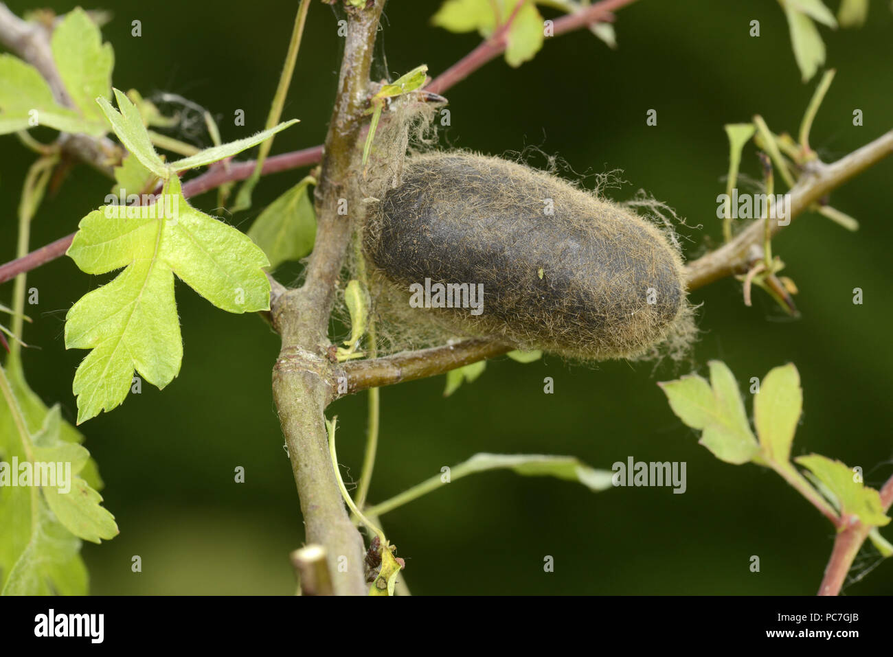 Oak Eggar Moth (Lasiocampa quercus) cocoon amongst hawthorn twigs ...